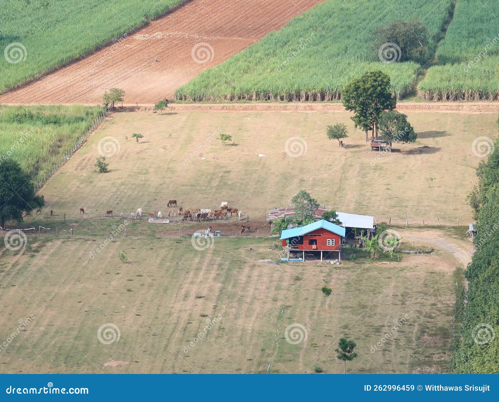 An Aerial View of the Barn and the Cattle Area. Stock Image - Image of ...