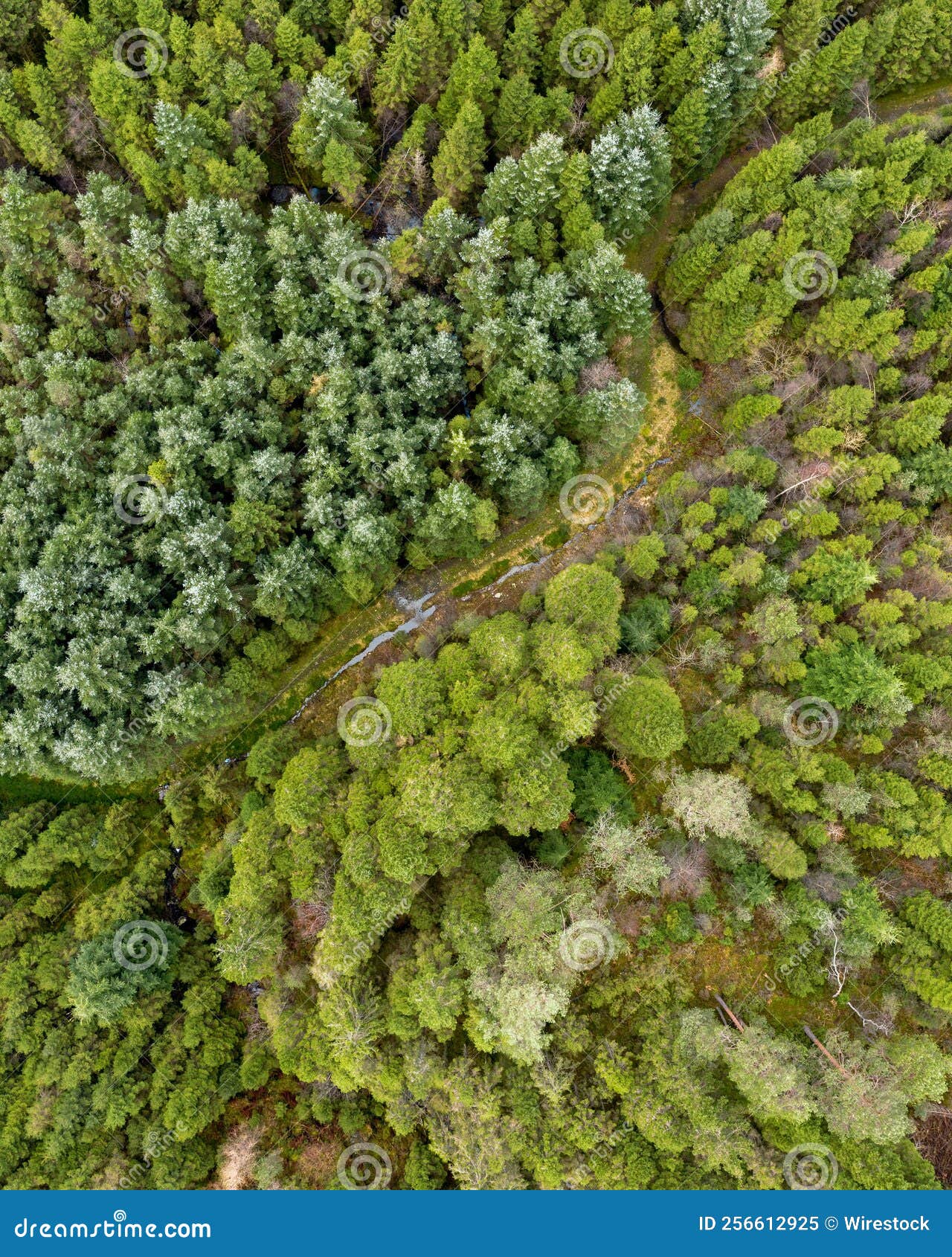 Aerial View of a Beautiful Forest Stock Image - Image of summer, aerial ...