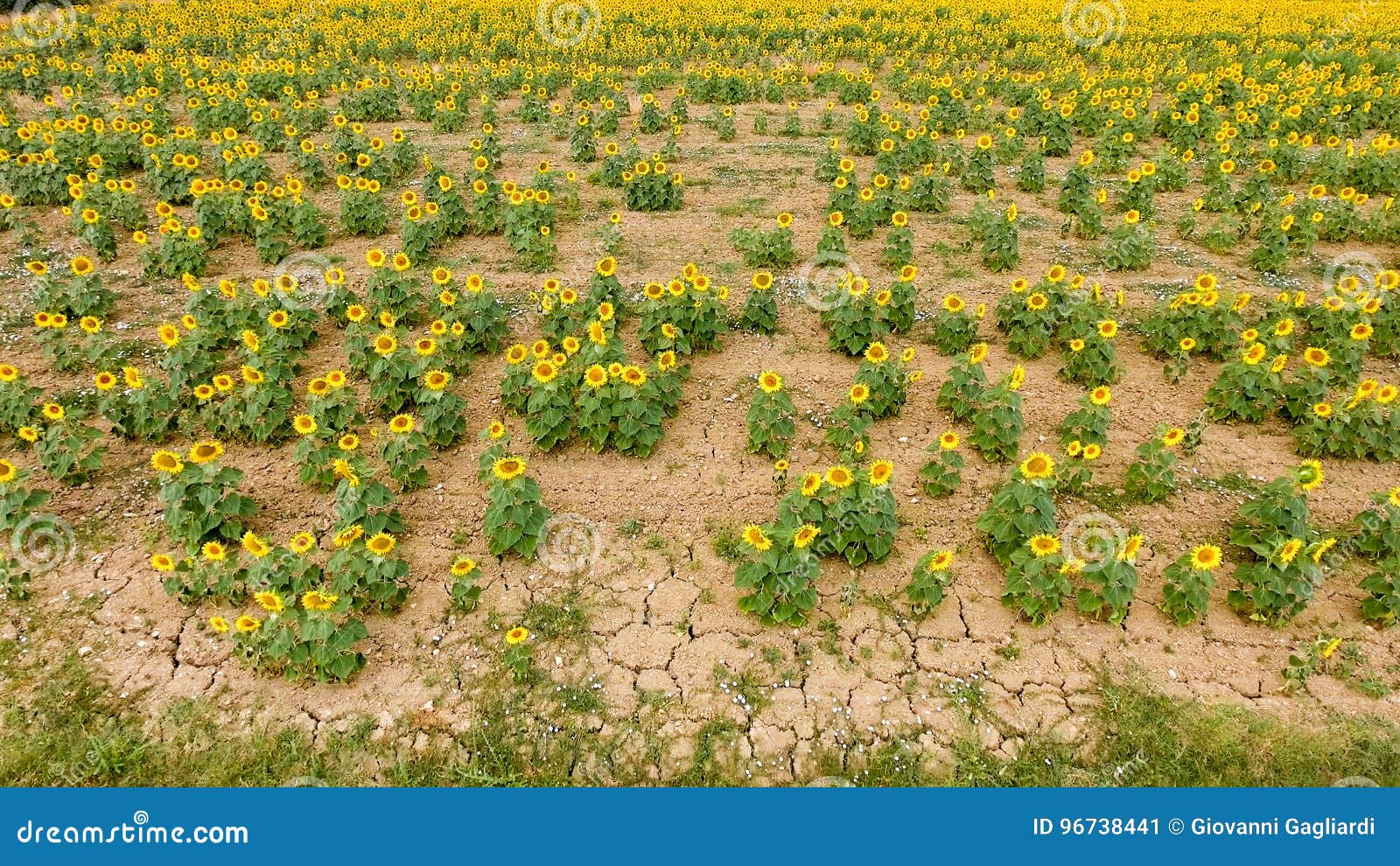 Aerial View of Beautiful Sunflowers Field Stock Image - Image of beauty ...