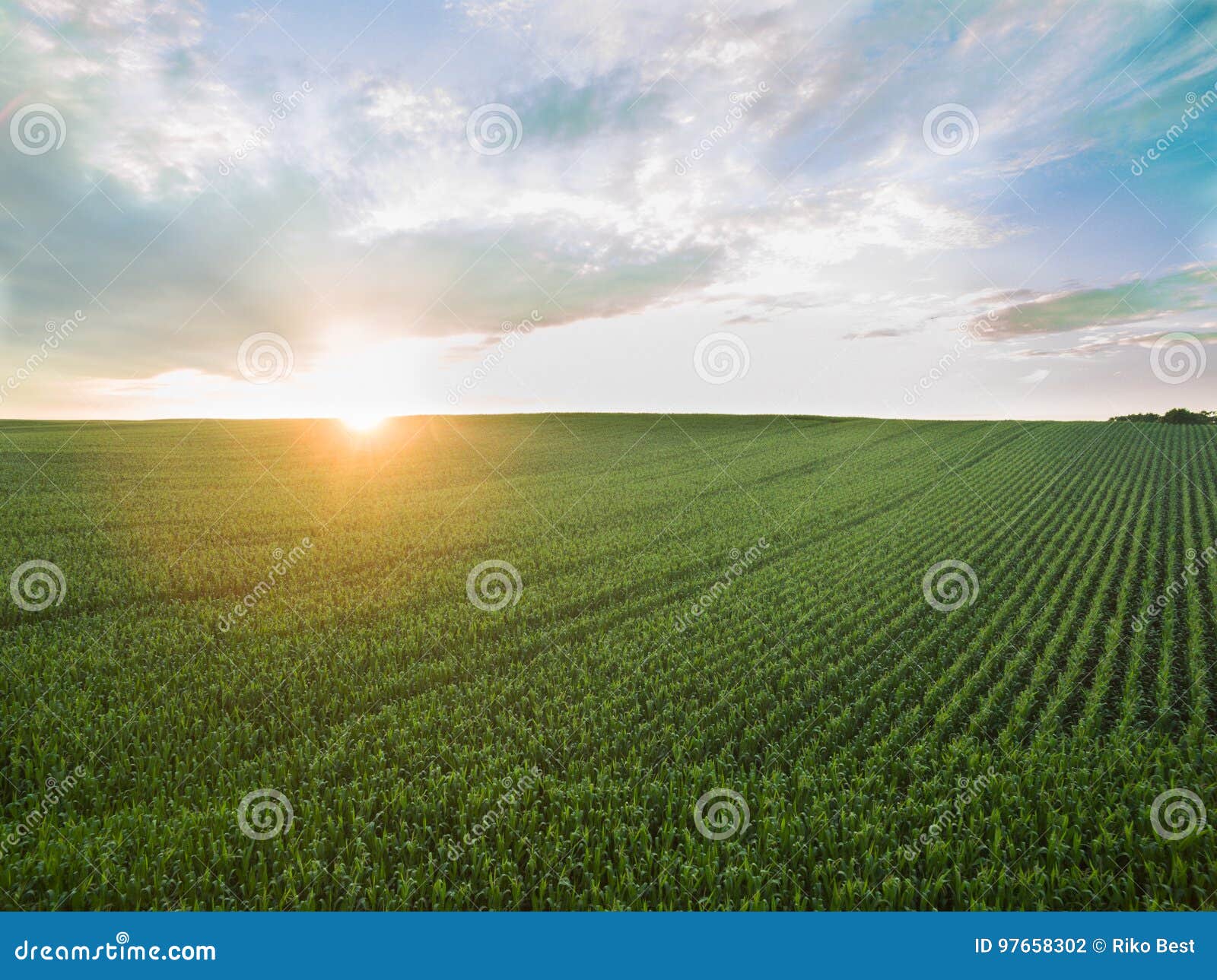Aerial View of a Beautiful Sunset Over Green Corn Fields - Agricultural ... Aerial View of a Beautiful Sunset Over Green Corn Fields - Agricultural ...