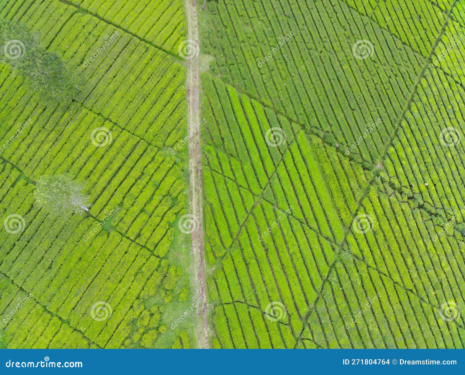 Aerial View of Beautifully Patterned Tea Fields. Stock Photo - Image of ...