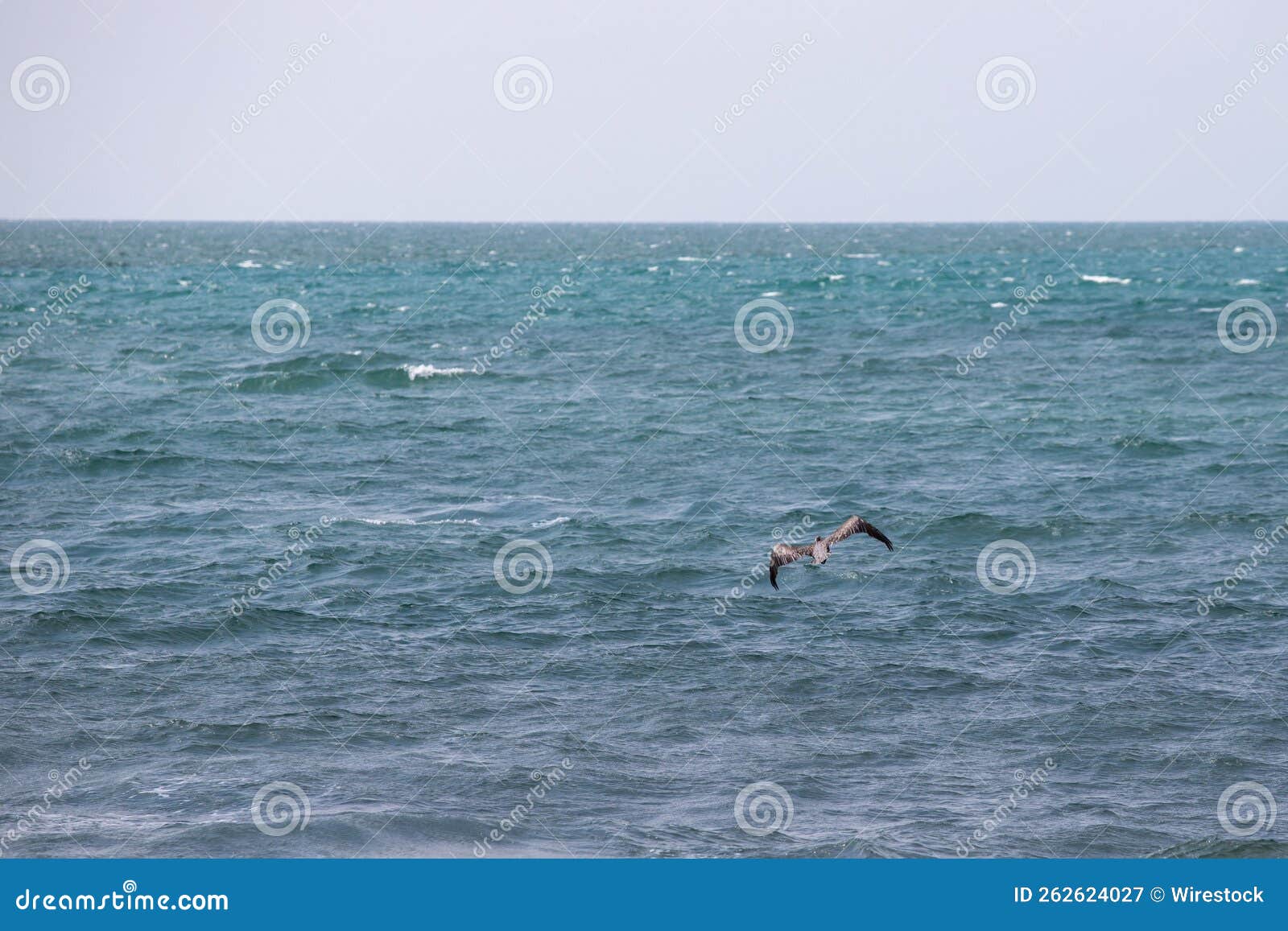 Aerial View of Bird Flying Over Sea Stock Image - Image of clear ...