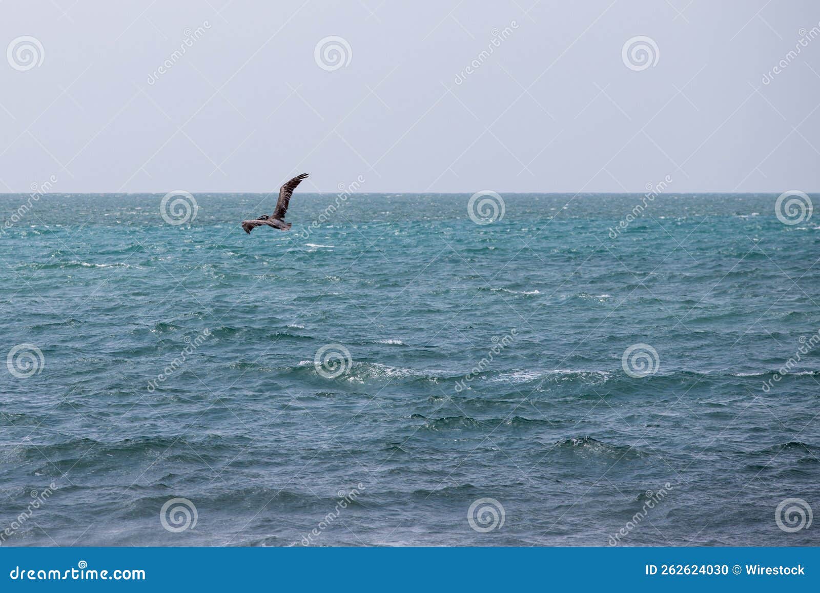 Aerial View of Bird Flying Over Sea Stock Photo - Image of flying ...