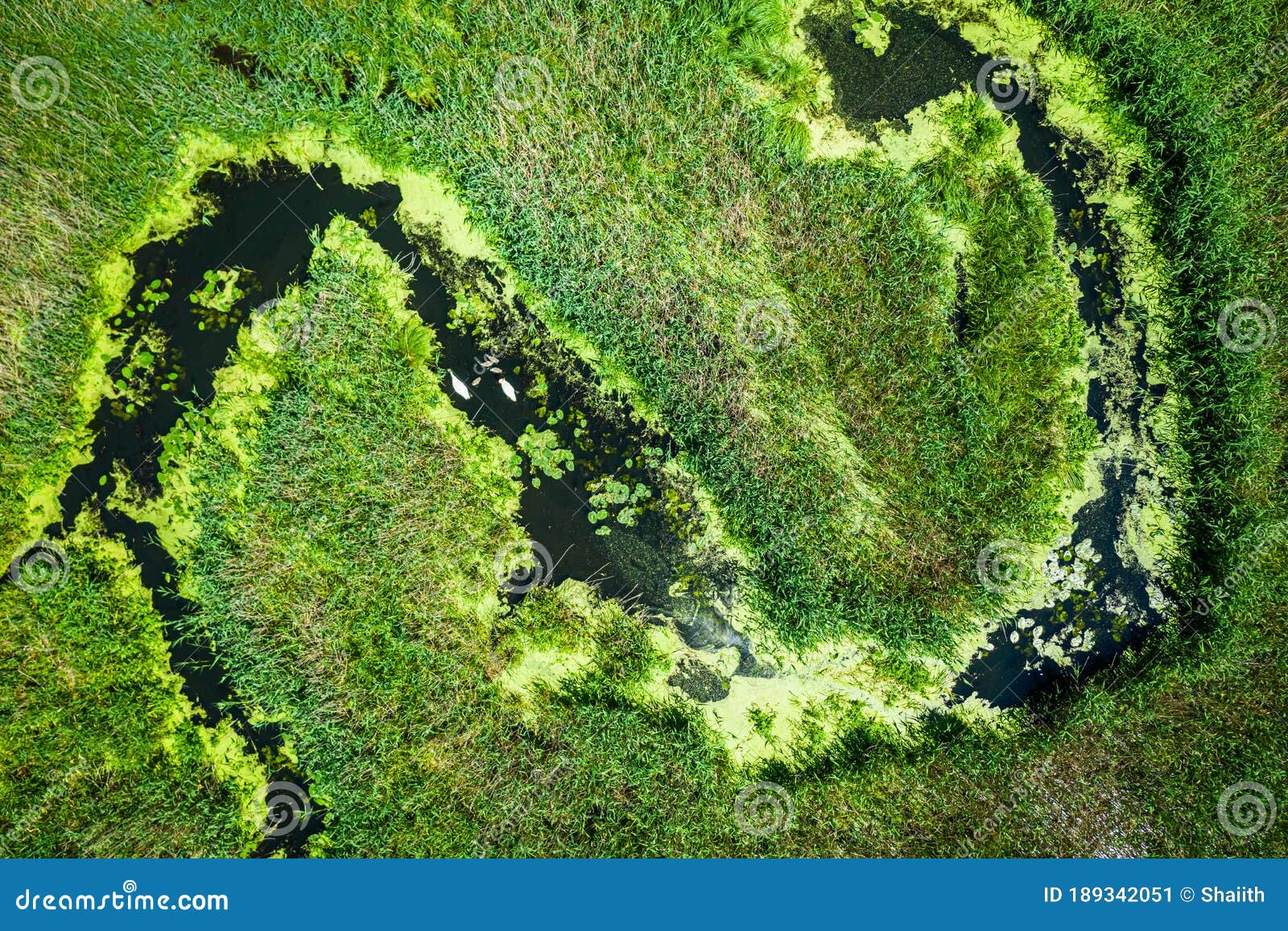 Aerial View of Blooming Algae on the River in Spring Stock Image ...