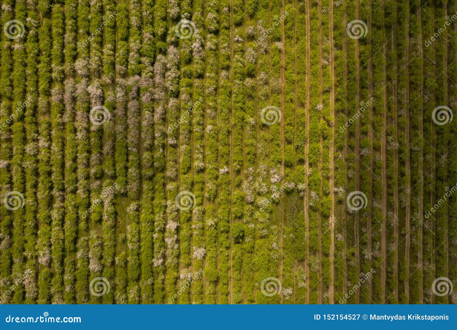 Aerial View of Blooming Apple Orchard Stock Image - Image of landscape ...