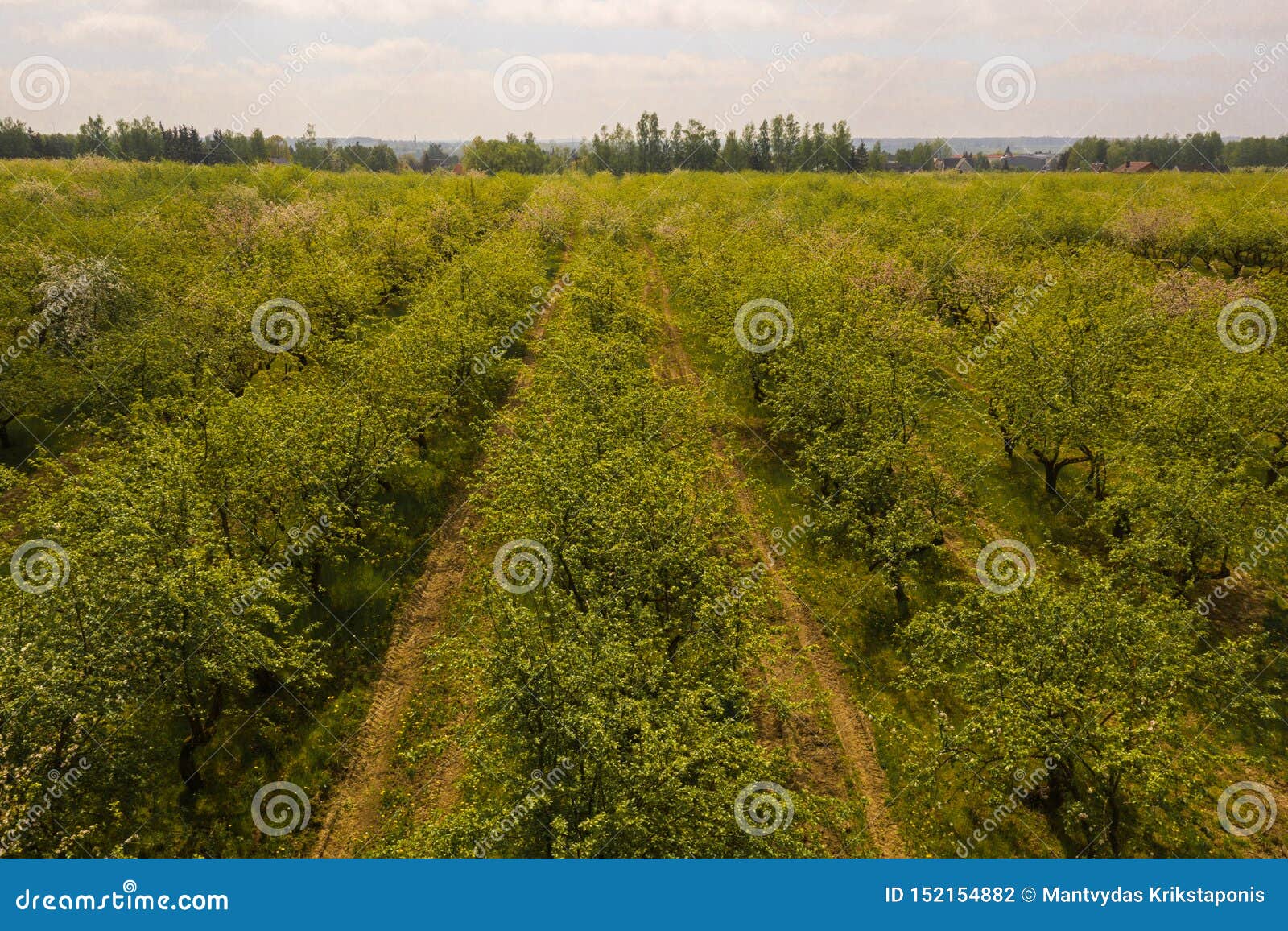 Aerial View of Blooming Apple Orchard Stock Photo - Image of apples ...