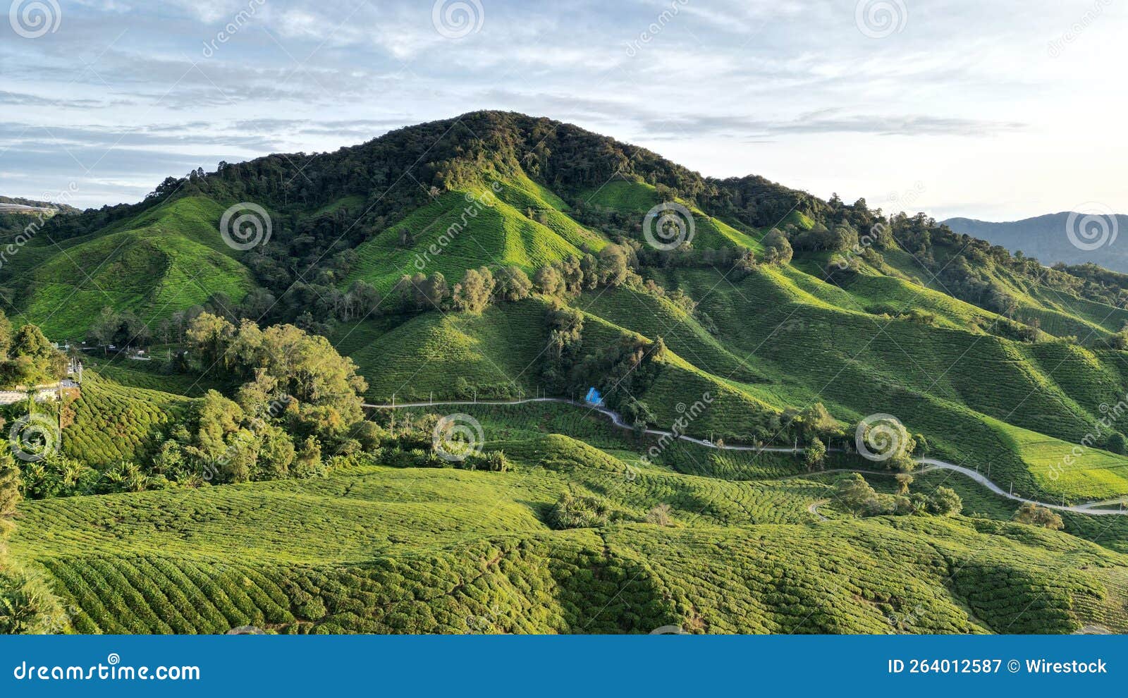 Aerial View of the Cameron Highlands Tea Plantation Stock Image - Image ...
