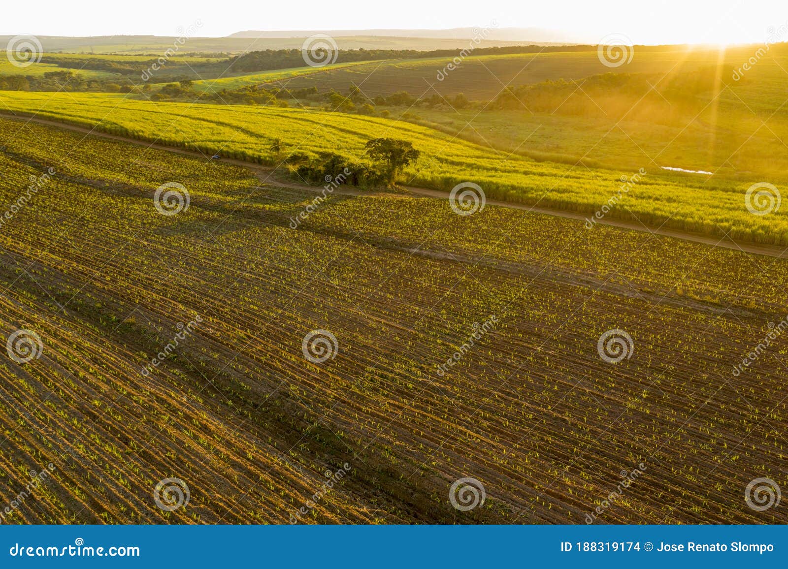 Aerial View of a Cane Field at Dusk Stock Photo - Image of agricultural ...