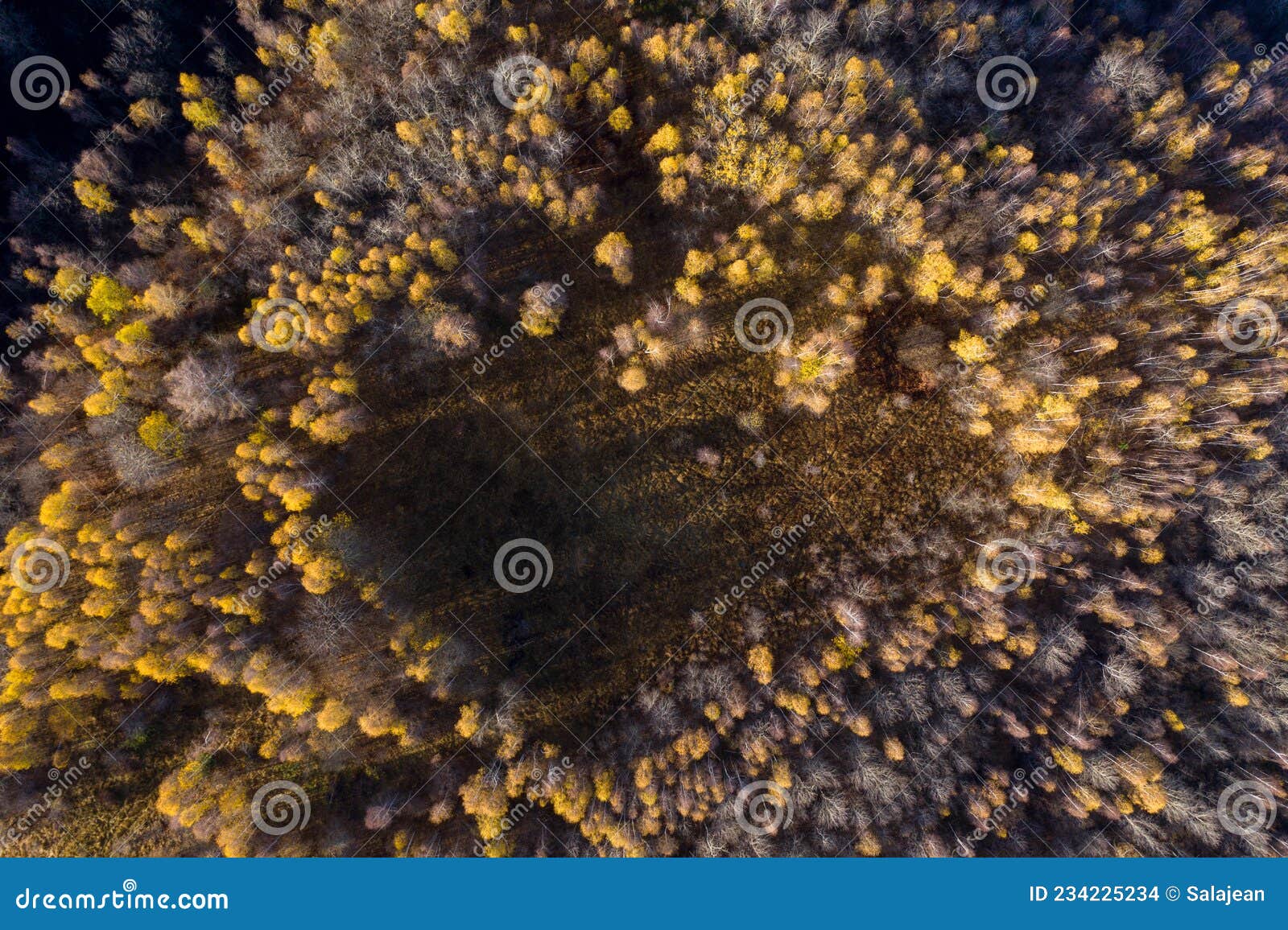 Aerial View of a Clearing in Birch Tree Forest Stock Photo - Image of ...