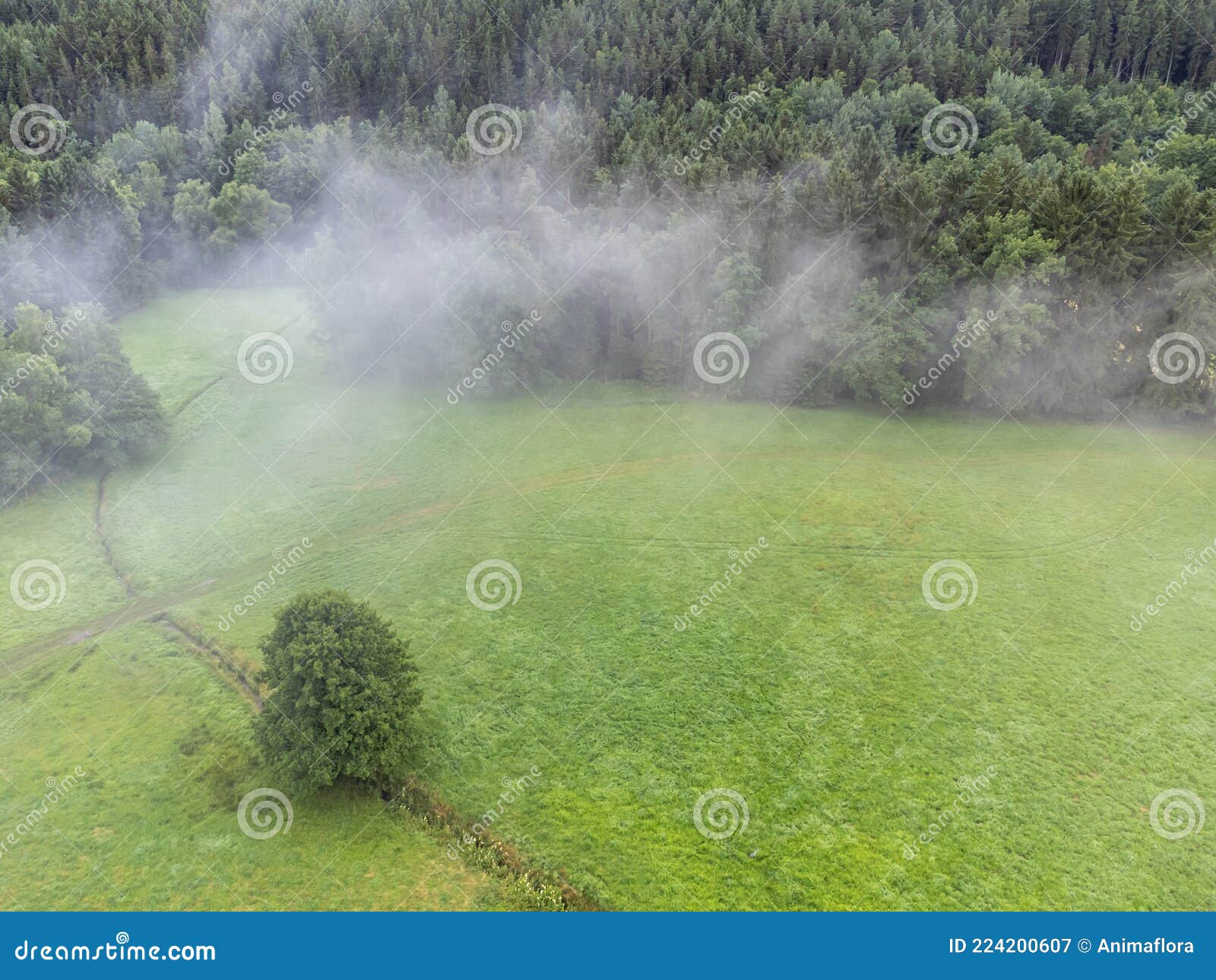 Aerial View of a Clearing in the Forest with Clouds Stock Image - Image ...