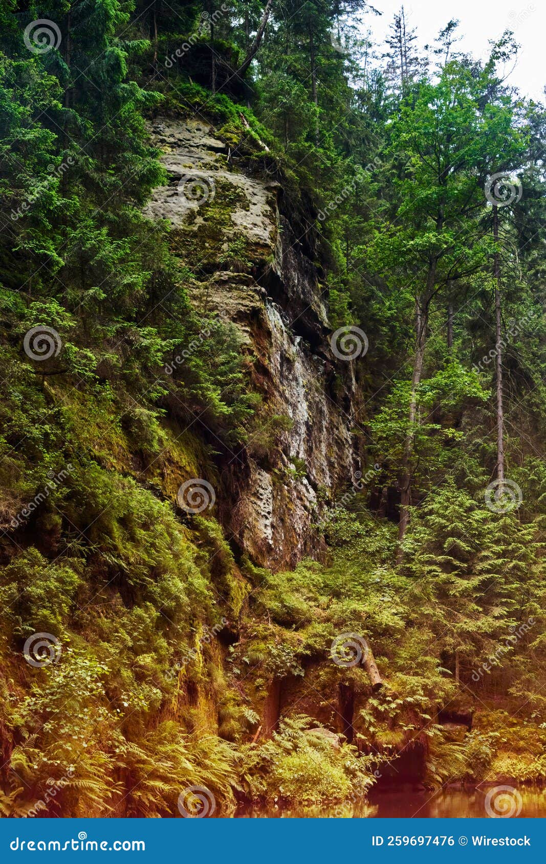 Aerial View of Cliff Surrounded by Dense Trees in Forest Stock Photo ...