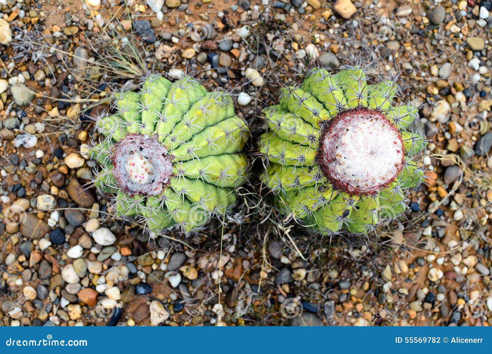 Aerial View Closeup of Two Cactus in Desert Stock Photo - Image of ...