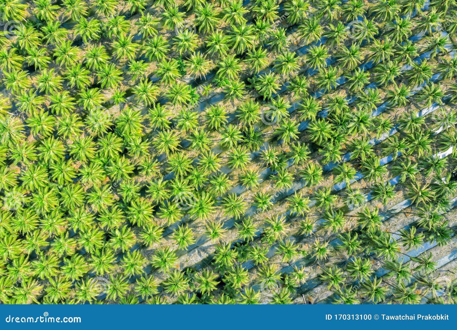 Aerial View of Coconut Palm Trees Plantation. Stock Photo - Image of ...
