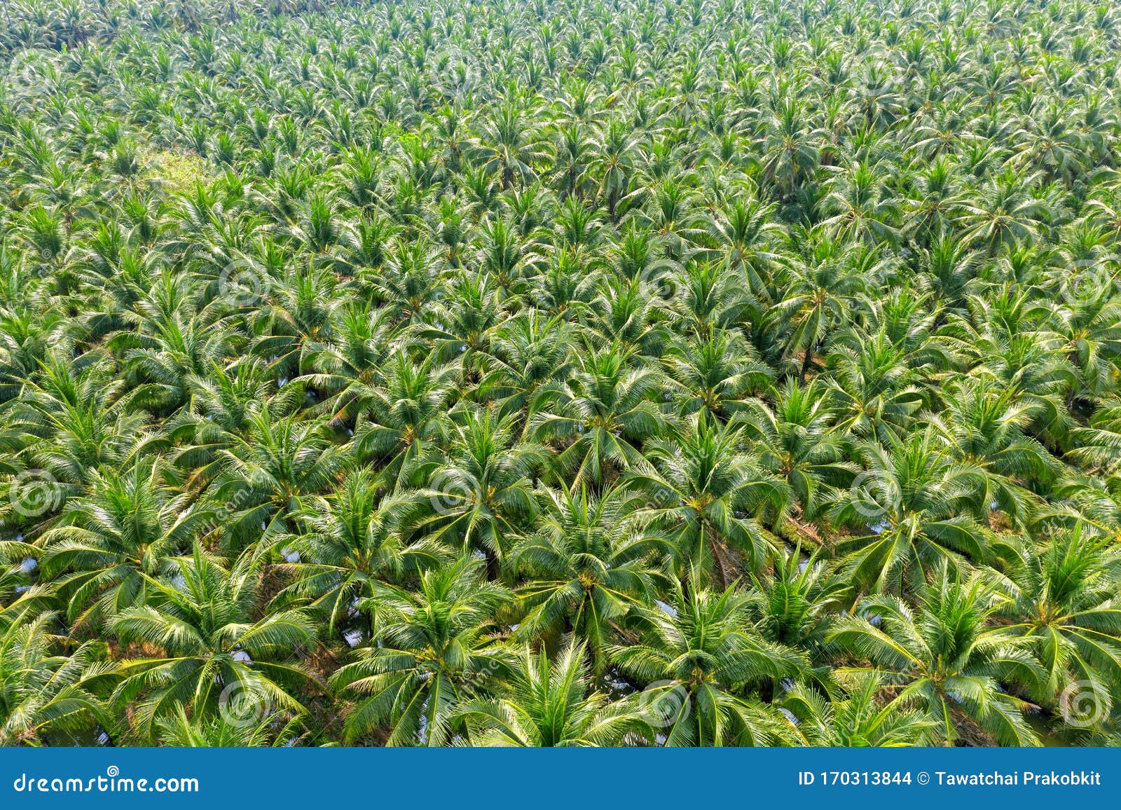 Aerial View of Coconut Palm Trees Plantation. Stock Photo - Image of ...