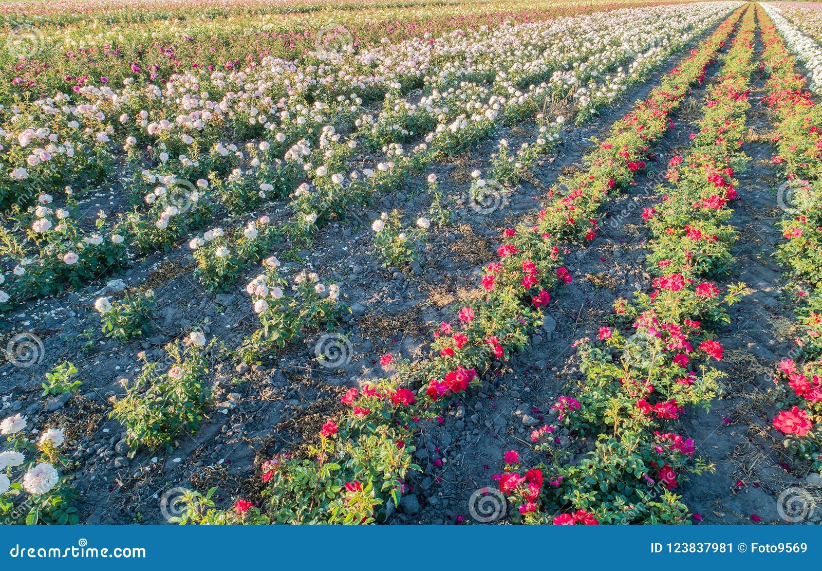 Aerial View of Colorful Rose Fields Stock Image - Image of perennial ...