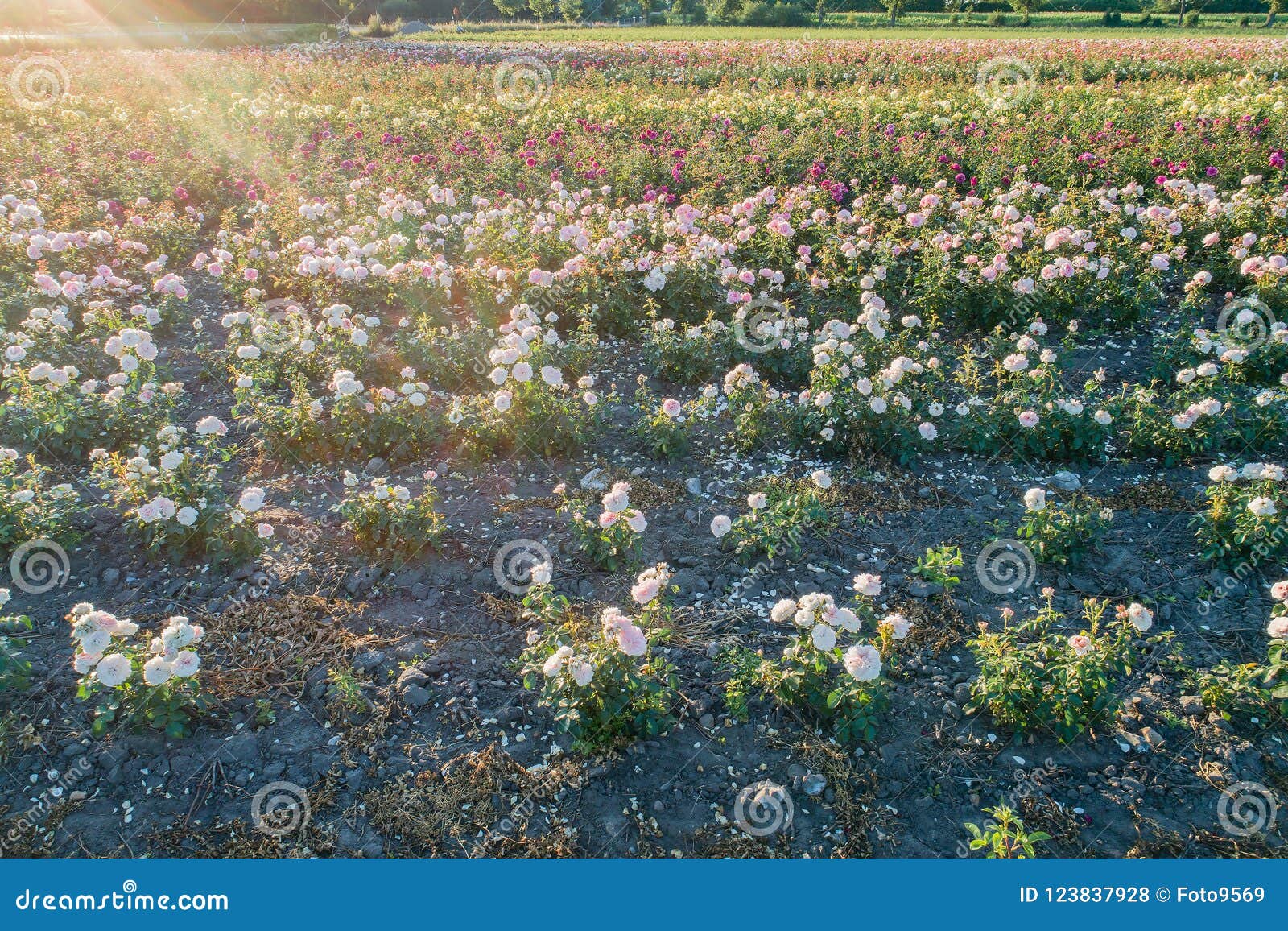 Aerial View of Colorful Rose Fields Stock Photo - Image of agriculture ...