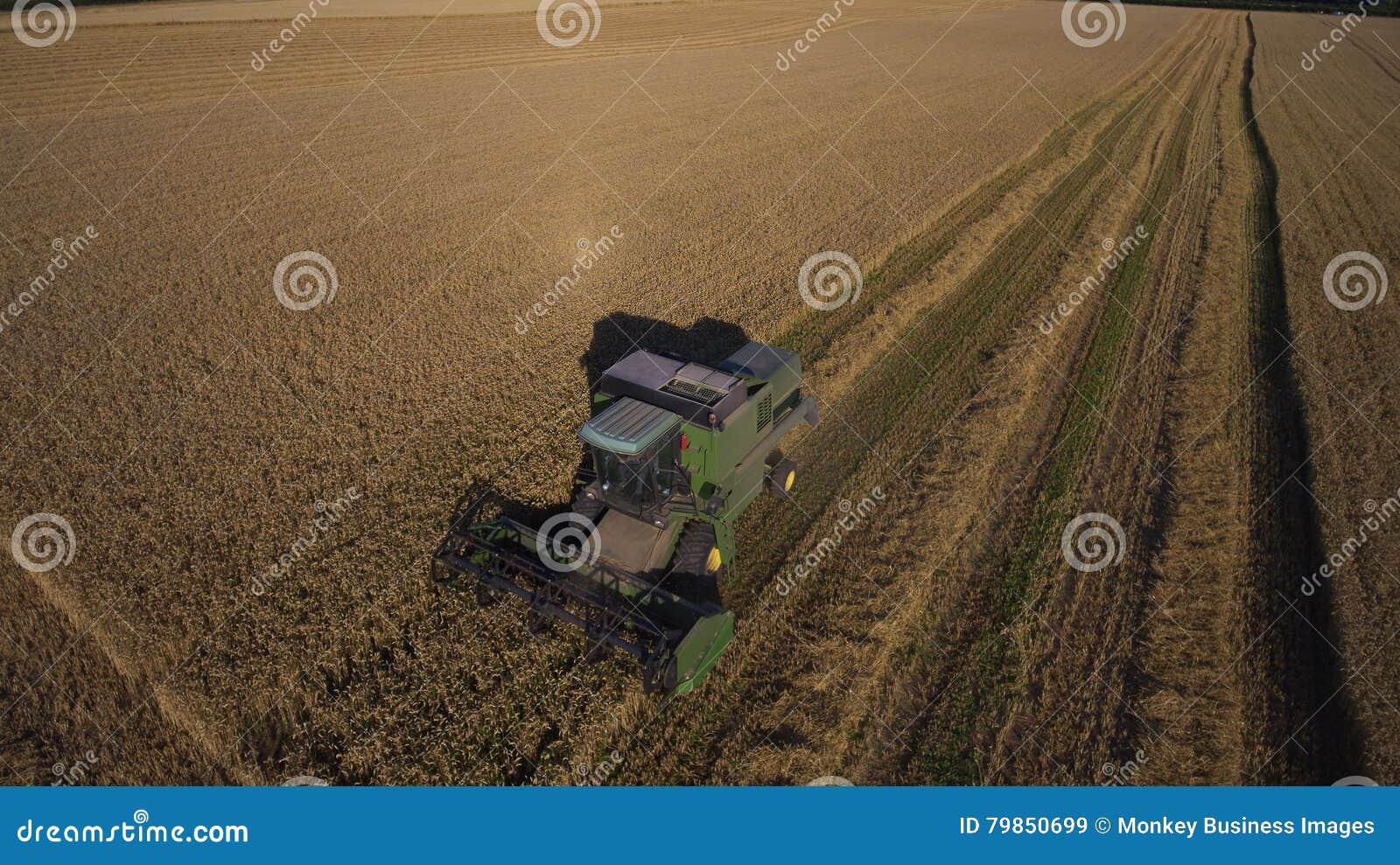 Aerial View of Combine Harvester Working in Wheat Field Editorial Stock ...