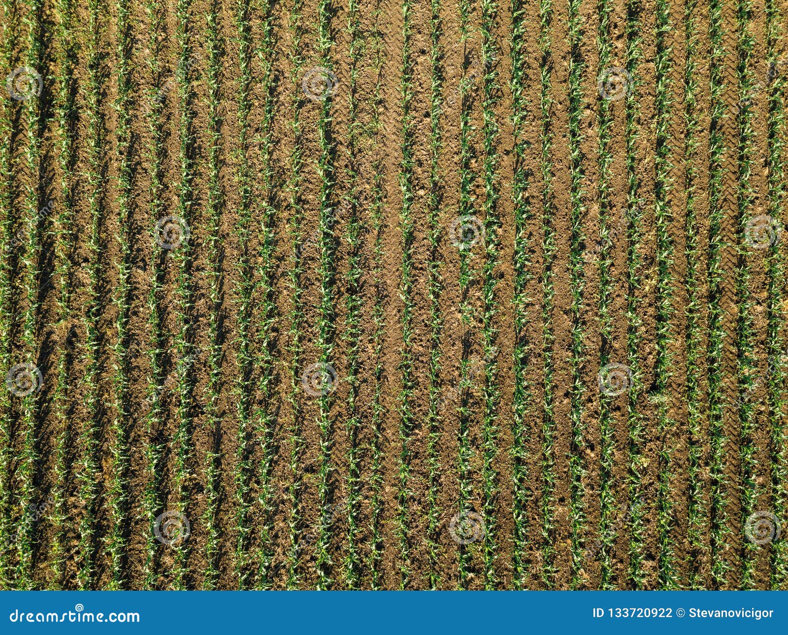 Aerial View of Corn Crops Field Stock Photo - Image of cereal, maize ...