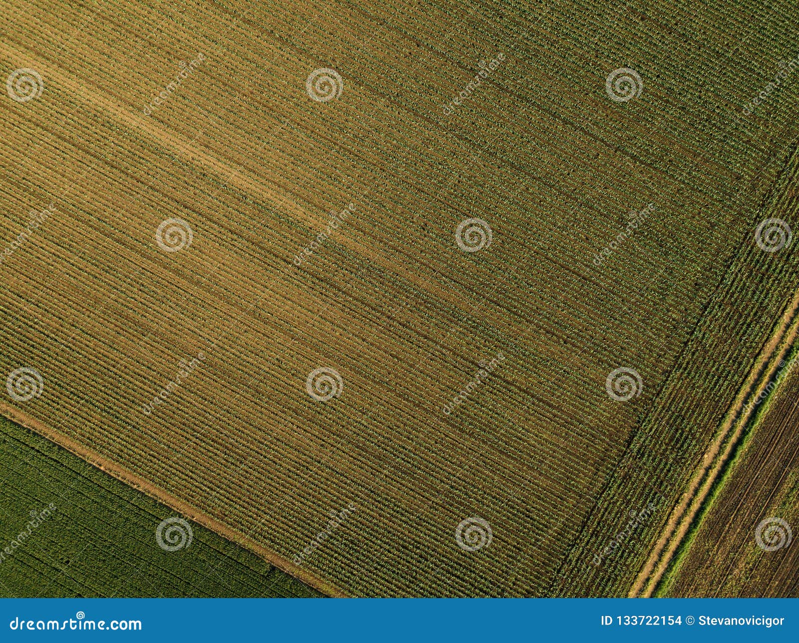 Aerial View of Corn Crops Field Stock Photo - Image of scenery ...