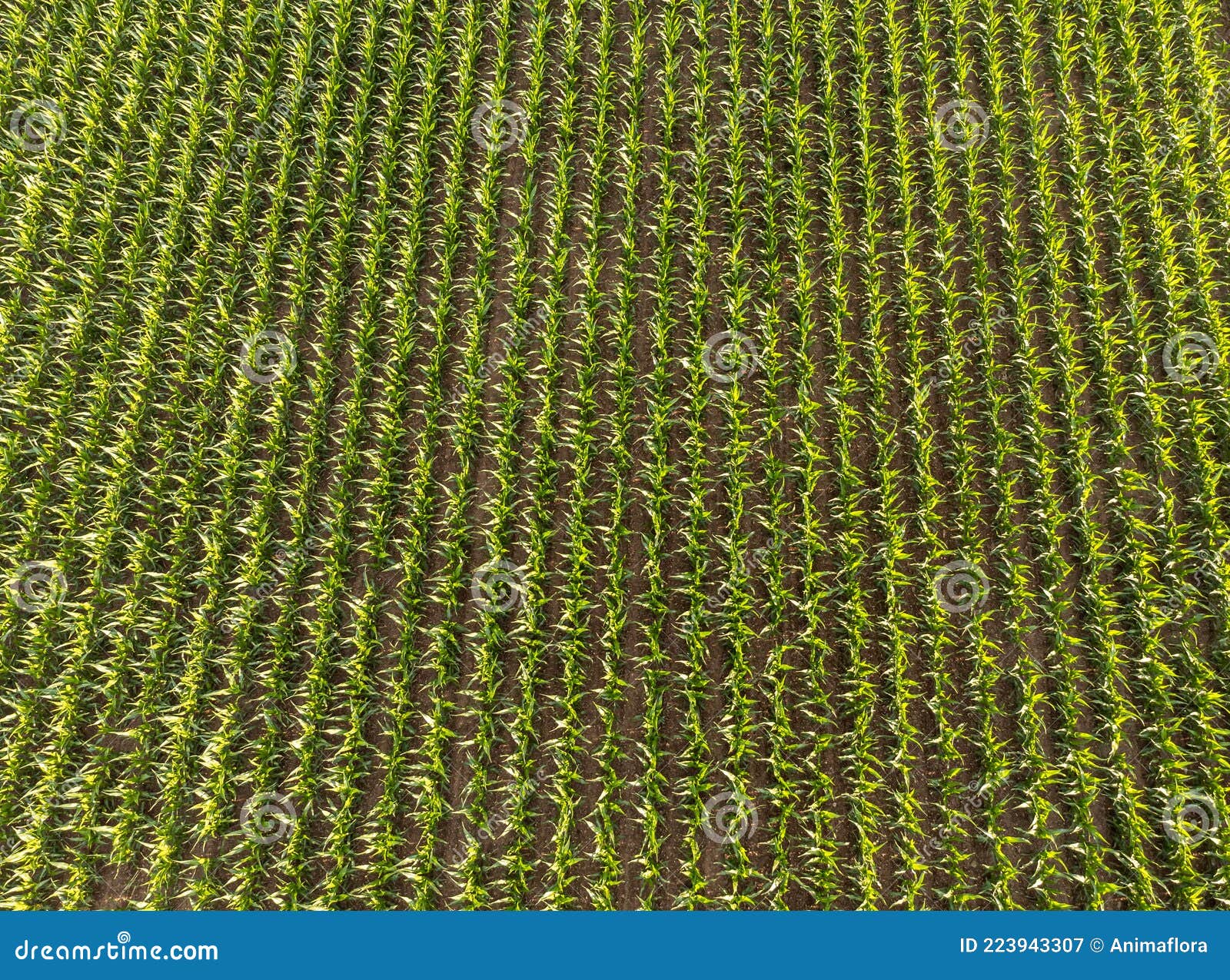 Aerial View of a Corn Field Stock Image - Image of panorama, material ...