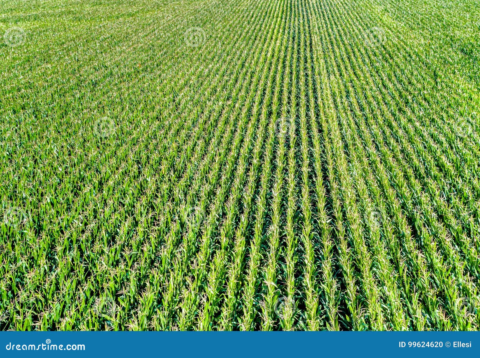 Aerial View of Corn Field, Background. Stock Photo - Image of crop ...
