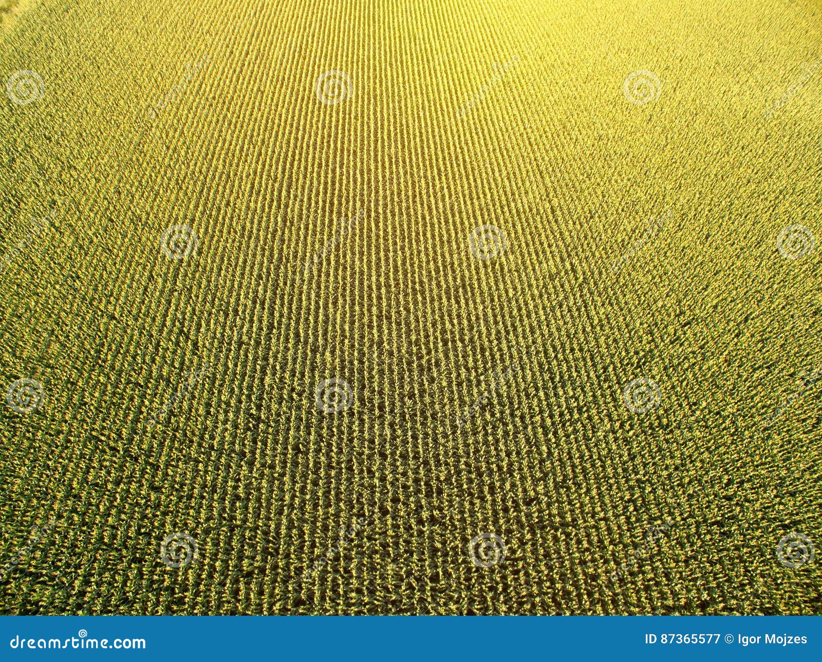 Aerial view of corn field stock image. Image of growth - 87365577