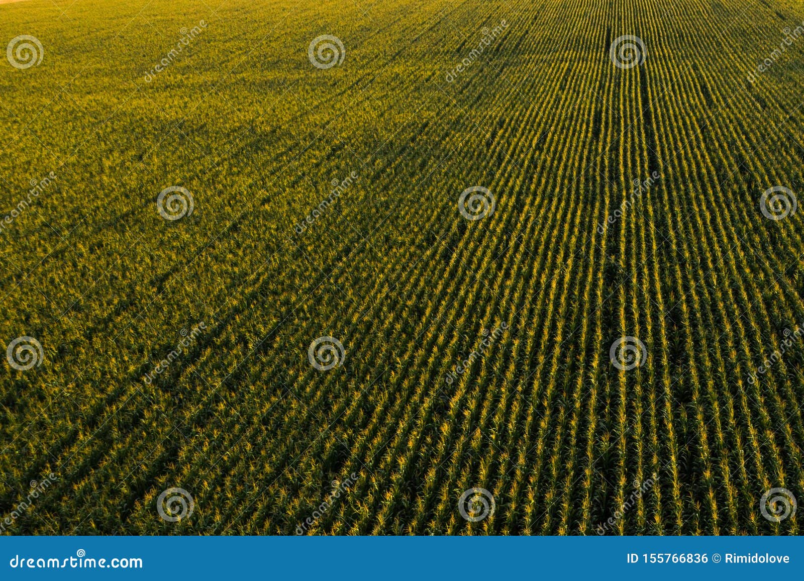 Aerial View of Corn Field. Pattern Design Concept with Copy Space ...
