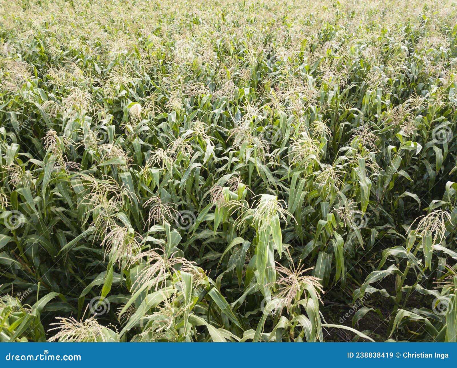 Aerial View of Corn Field in Sacred Valey in Cusco Peru. Stock Image ...