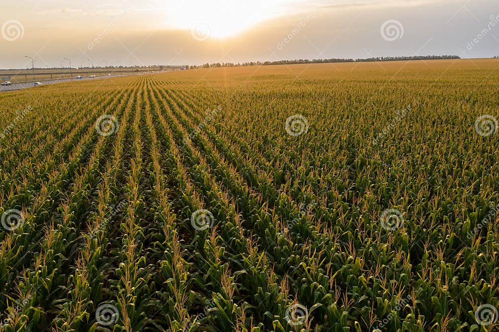 Aerial view of corn field stock photo. Image of countryside - 228012824