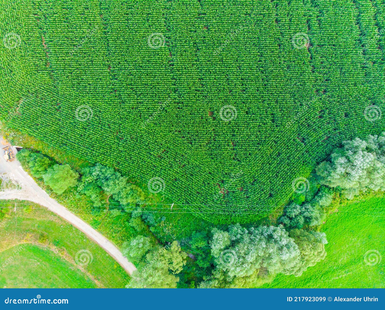 Aerial View of Corn Field Top View. Stock Image - Image of color, crop ...
