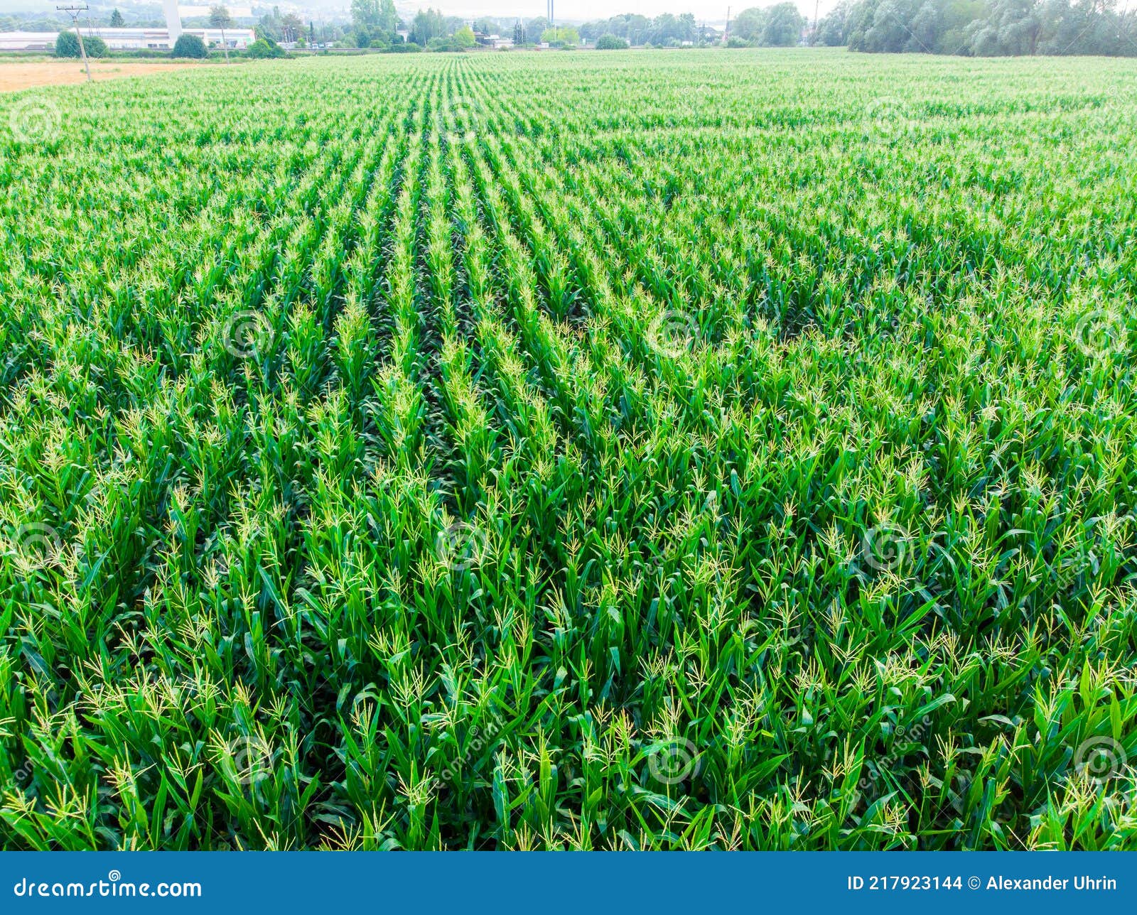 Aerial View of Corn Field Top View. Stock Photo - Image of grass ...
