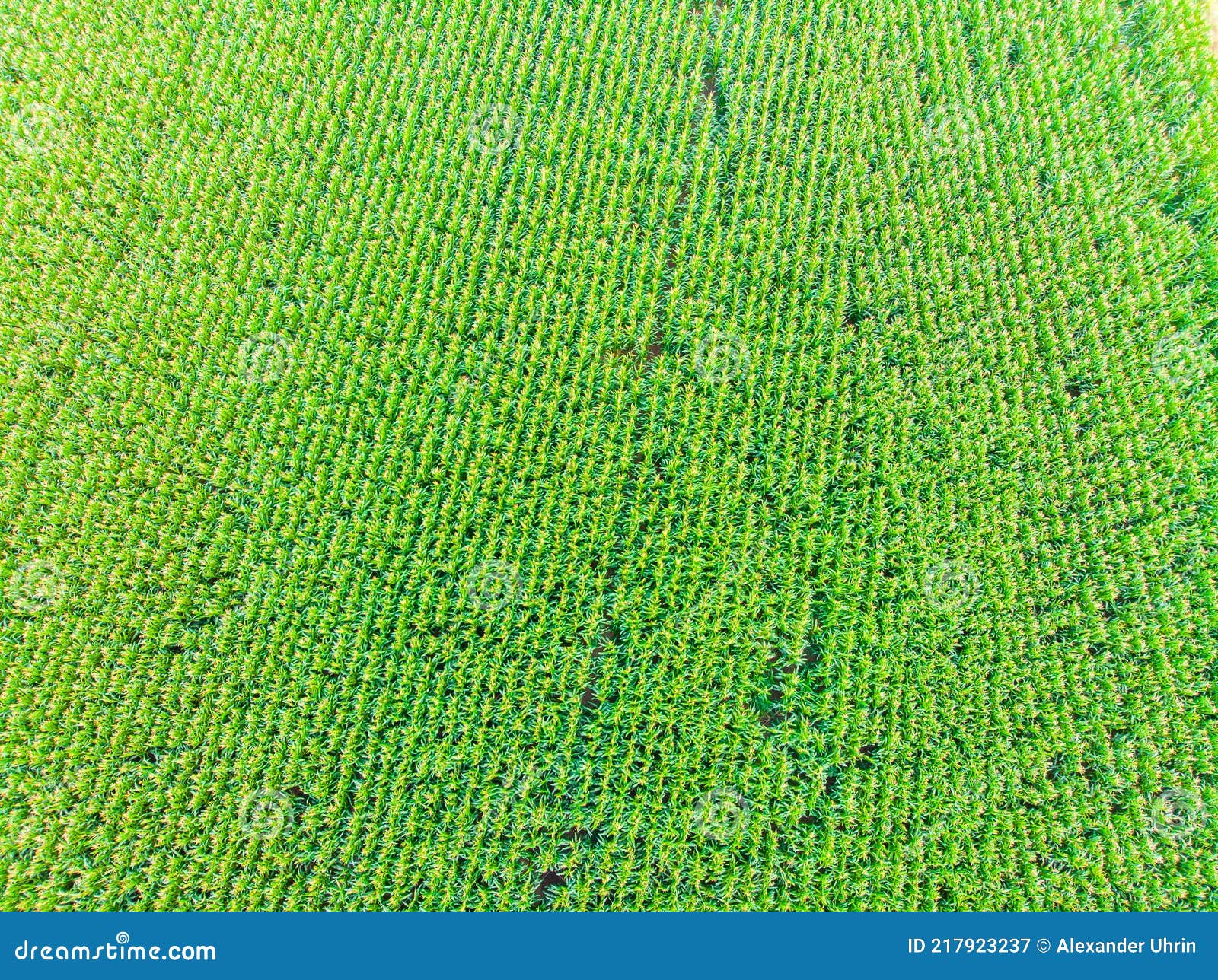Aerial View of Corn Field Top View. Stock Image - Image of farmland ...