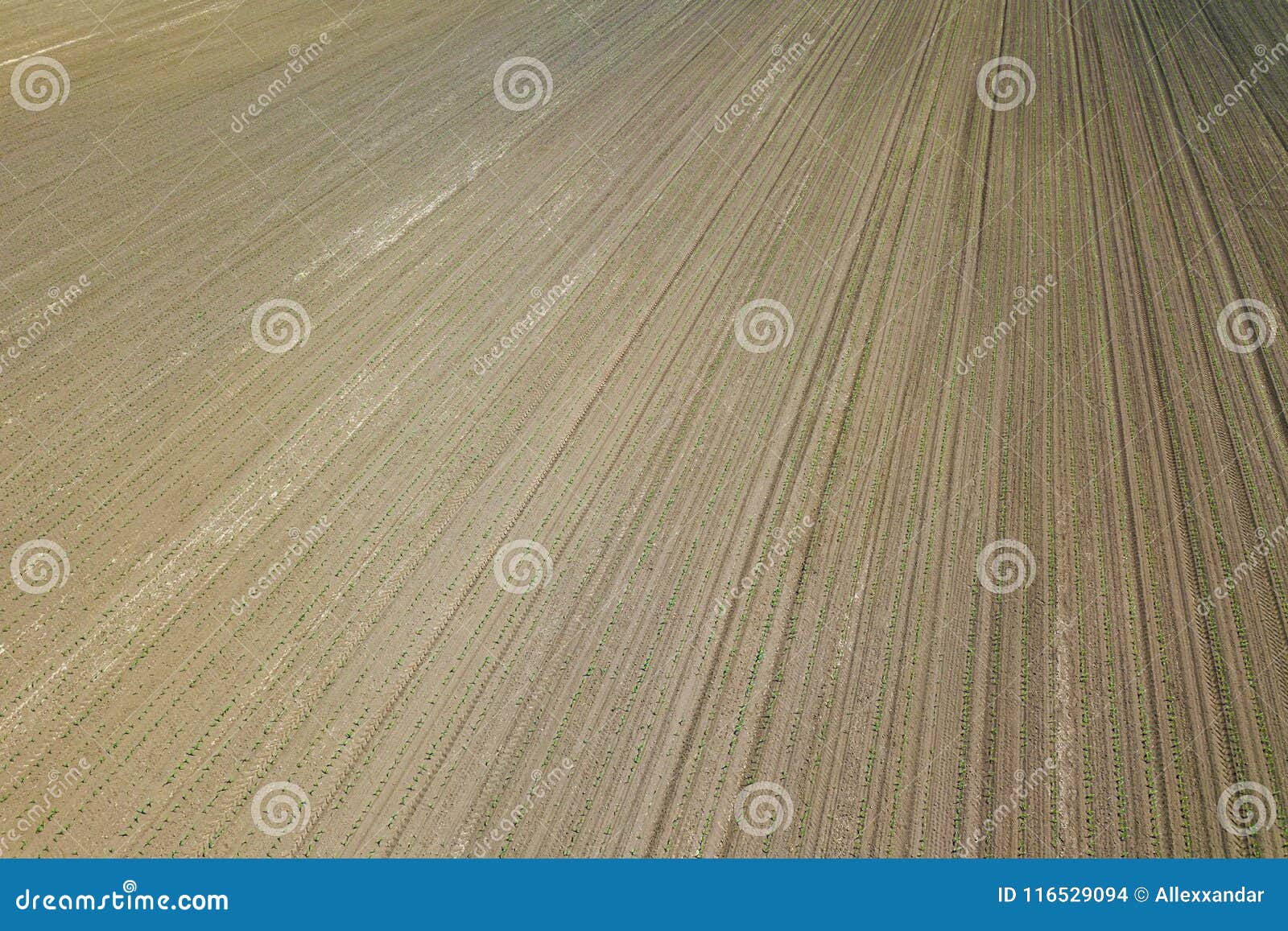 Aerial View of Corn Field. Top View Spring Corn Field Stock Photo ...