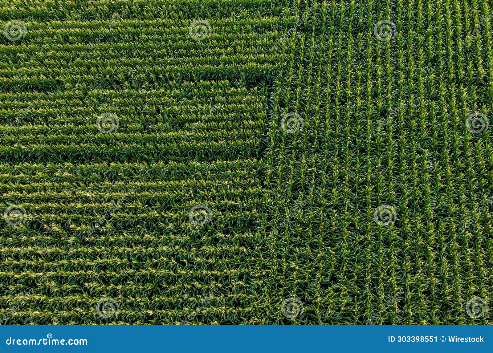 Aerial View of a Cornfield with Evenly Spaced Rows and Patterns. Stock ...
