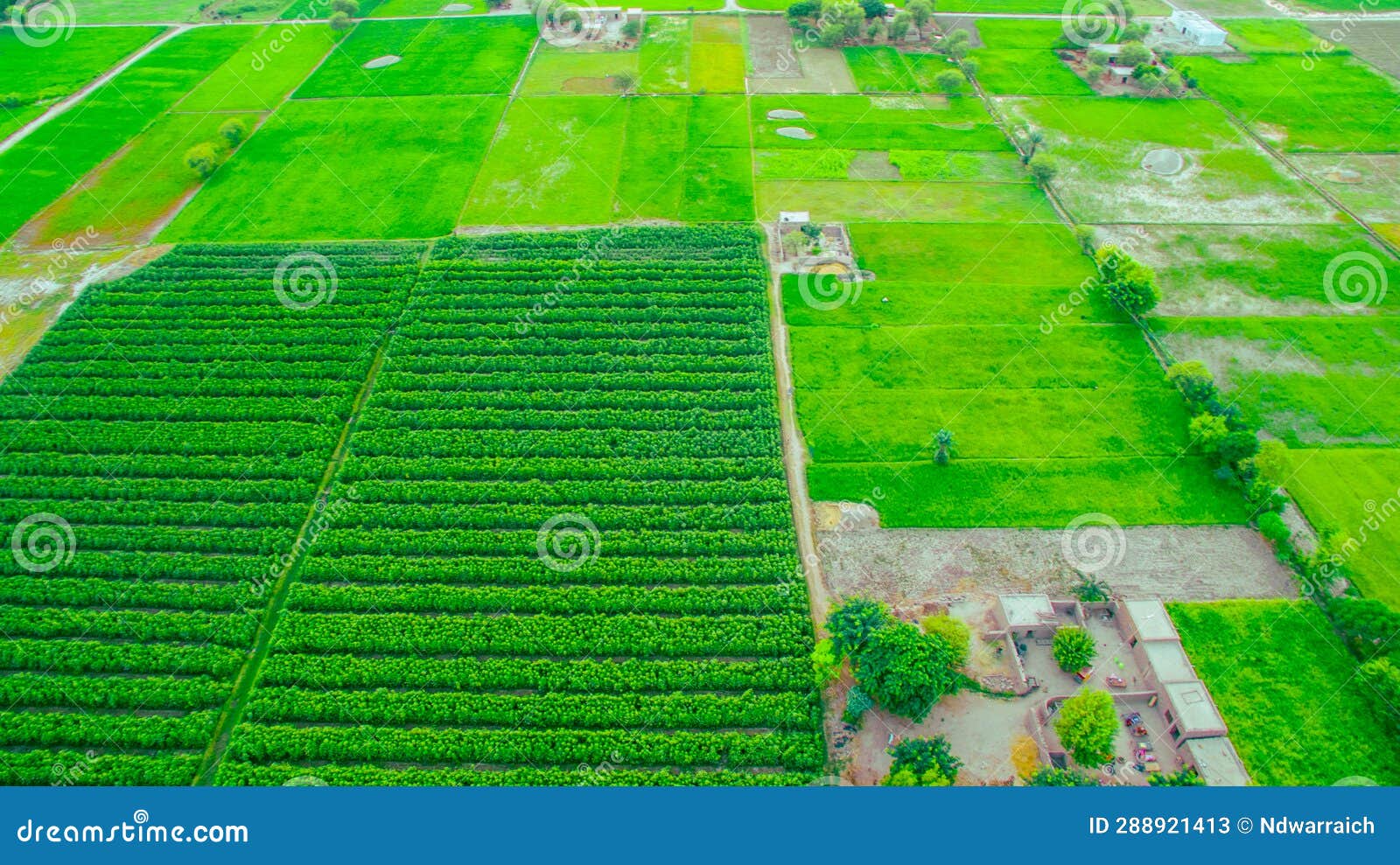 Aerial View of Cotton and Rice Fields in the Countryside of the Punjab ...