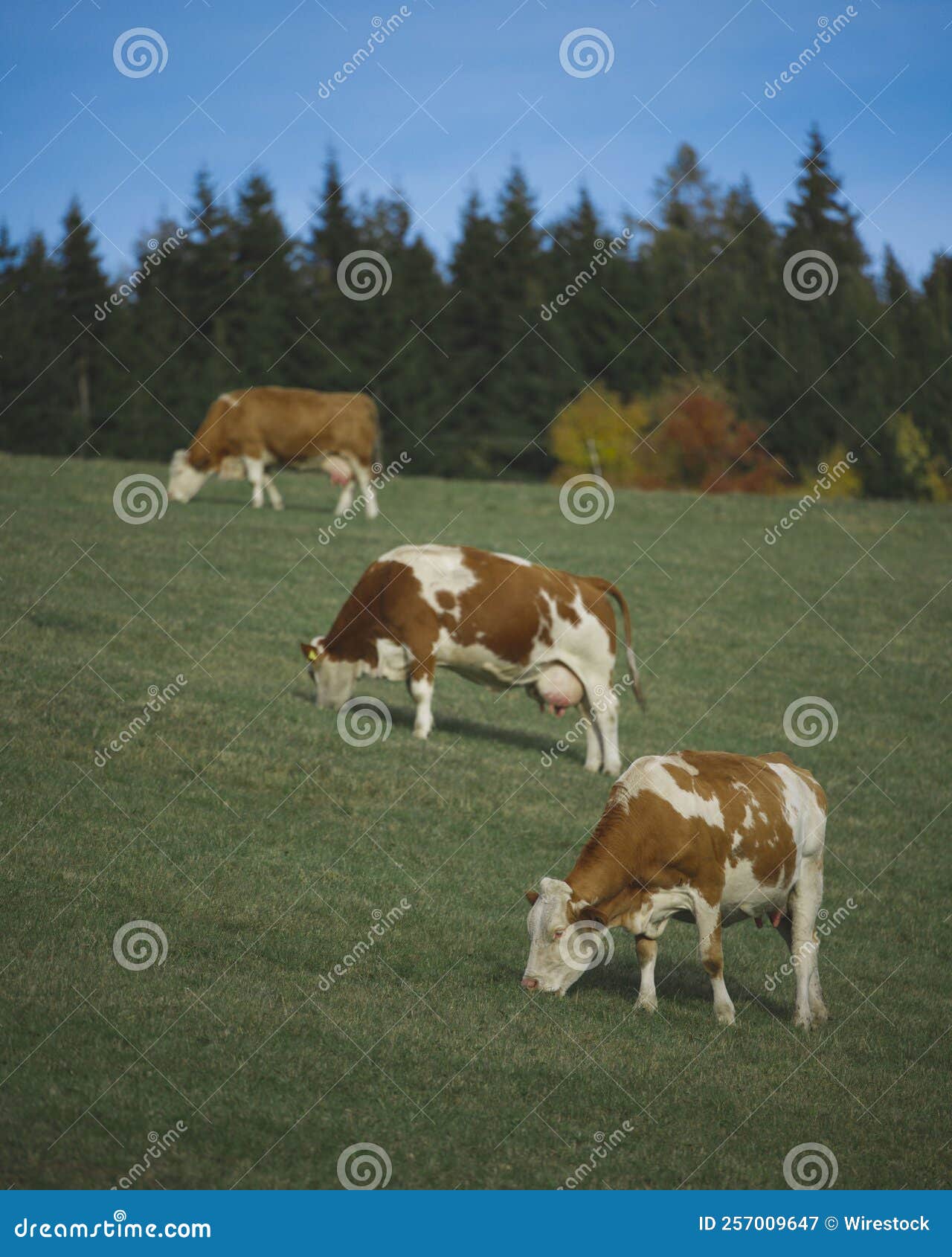 Aerial View of Cows Grazing in Greenery Field in Background of Dense ...