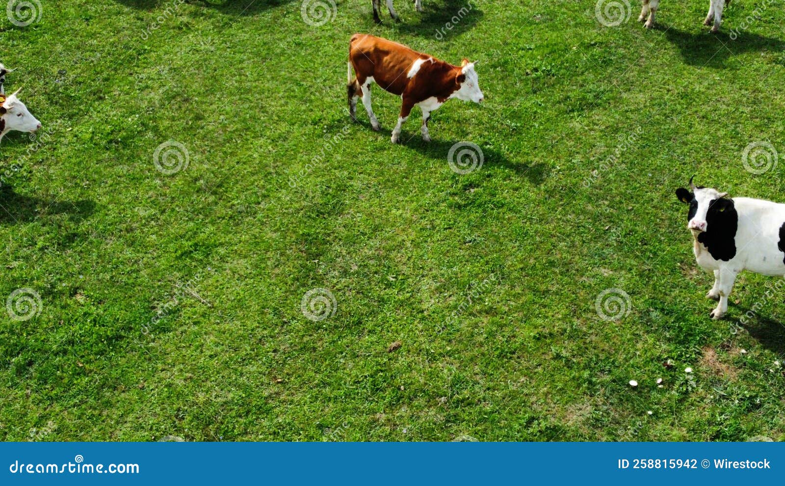 Aerial View of Cows in the Green Meadow Stock Photo - Image of cattle ...