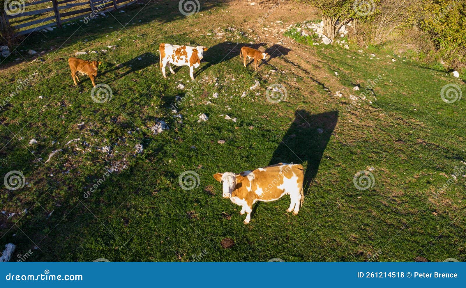 Aerial view of cows stock photo. Image of farm, wilderness - 261214518