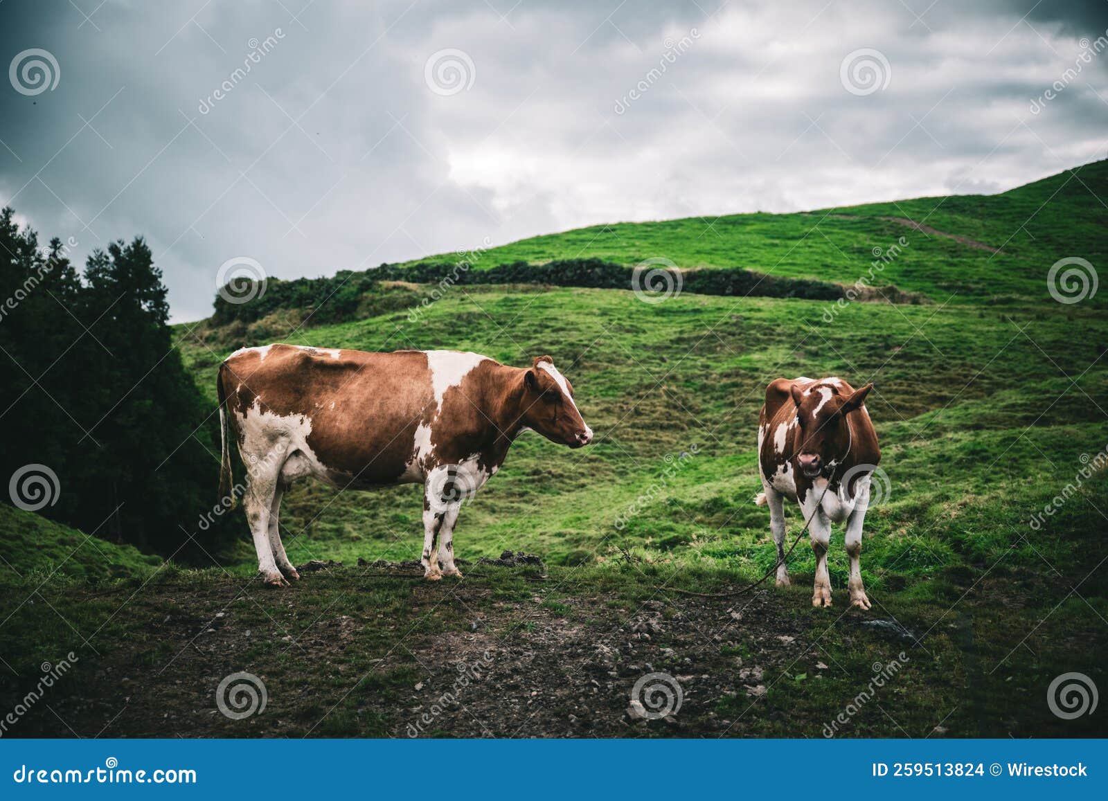 Aerial View of Cows Standing in Greenery Fields Stock Photo - Image of ...