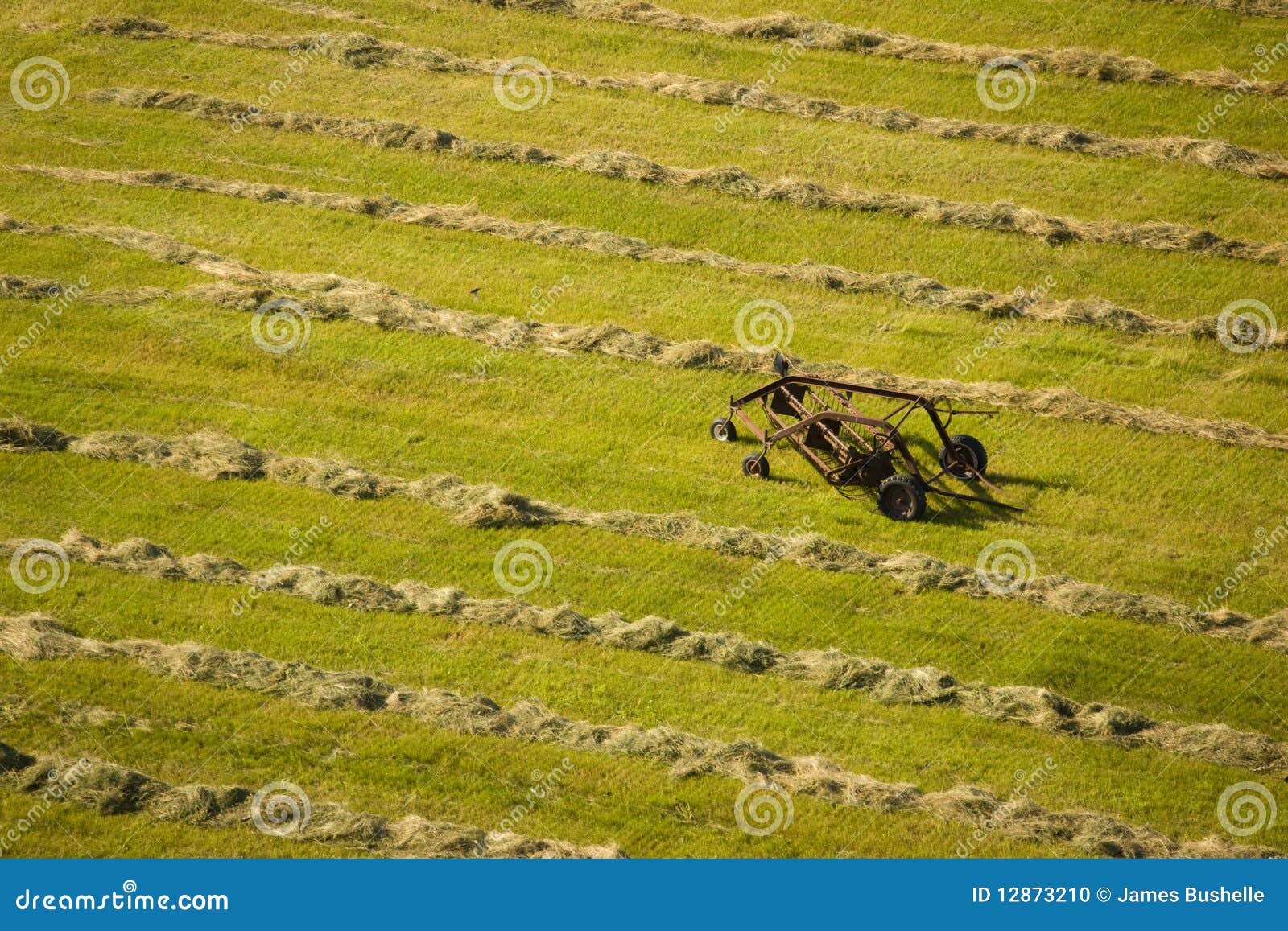 Aerial View of Cut Hay Field Stock Photo - Image of crop, alfalfa: 12873210