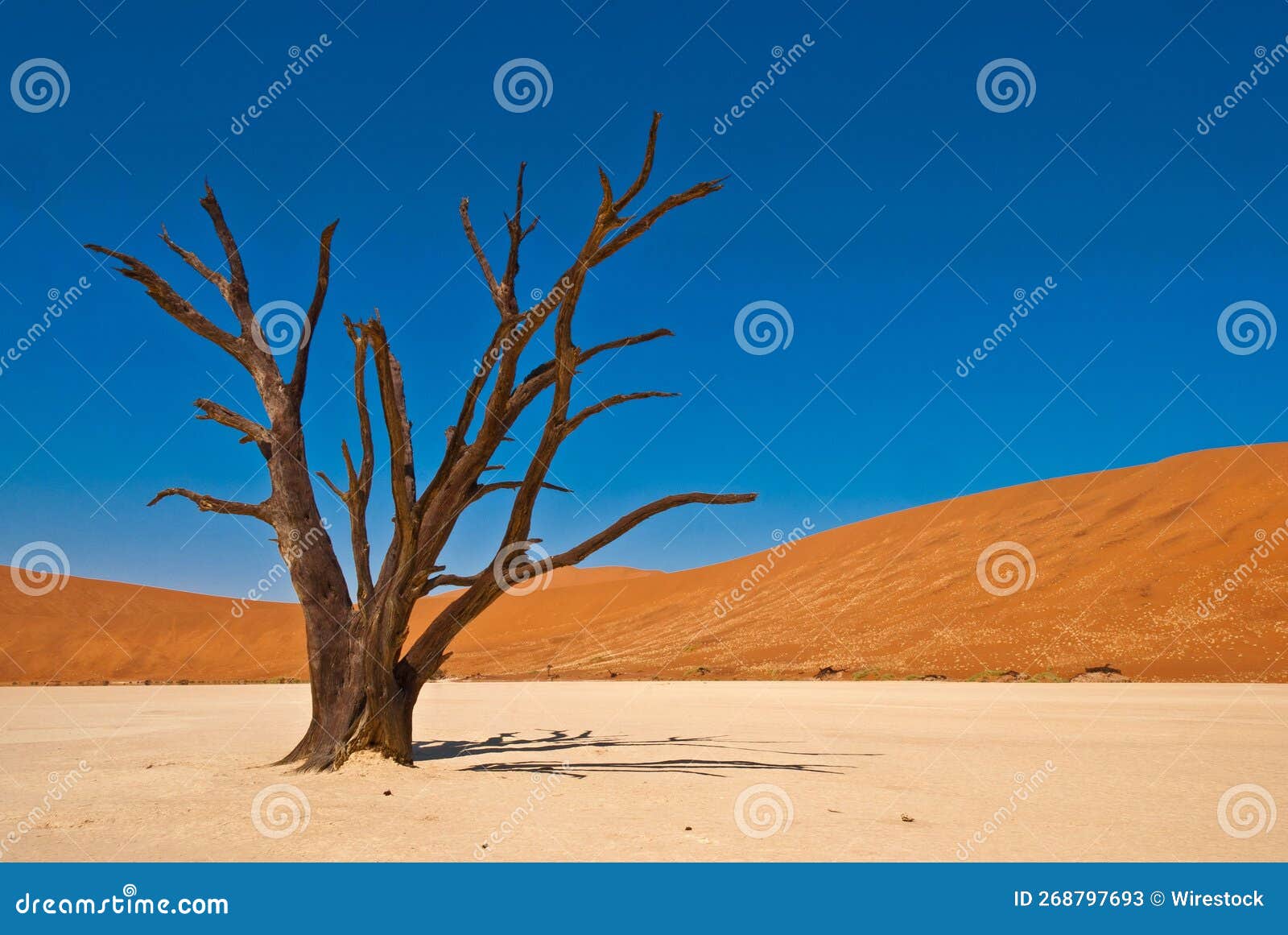 Aerial View of Dead Tree in Desert Stock Image - Image of tree ...