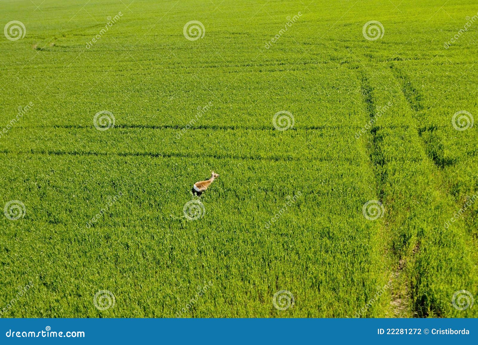 Aerial View of Deer Running in Green Crops Field Stock Photo - Image of ...