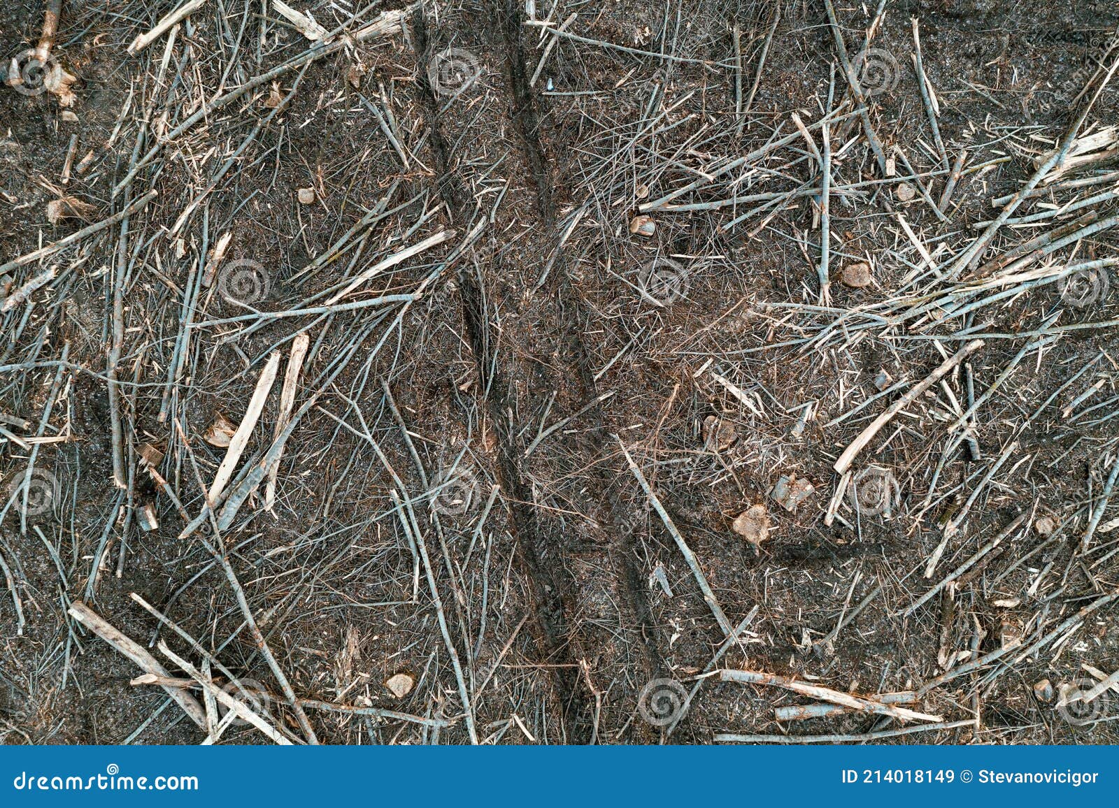 Aerial View of Deforestation Scenery, Tree Logs and Stumps on the ...
