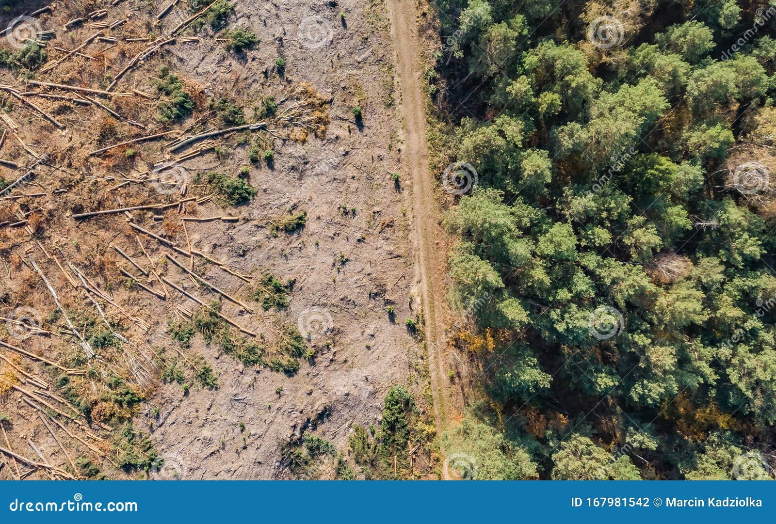 Destroyed Forest in the Poland Stock Photo - Image of plantation ...