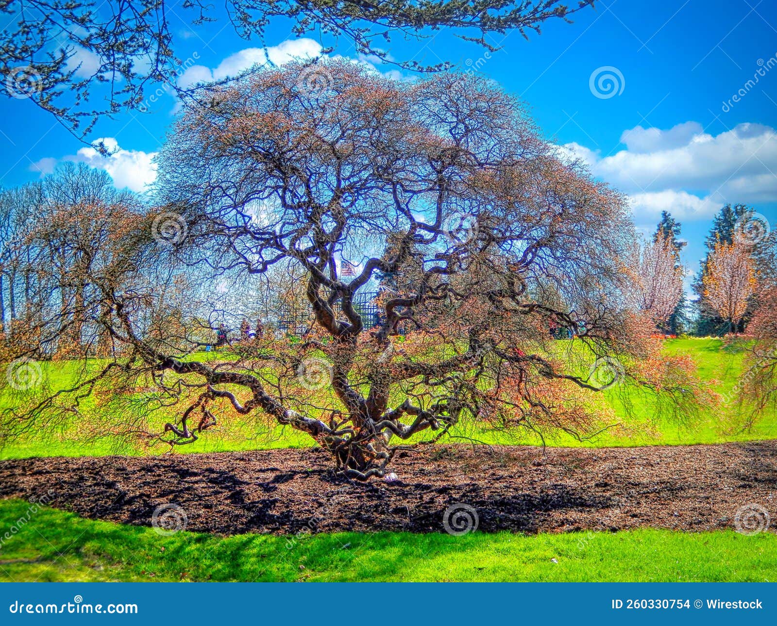 Aerial View of Deformed Growing Tree in Field Stock Photo - Image of ...