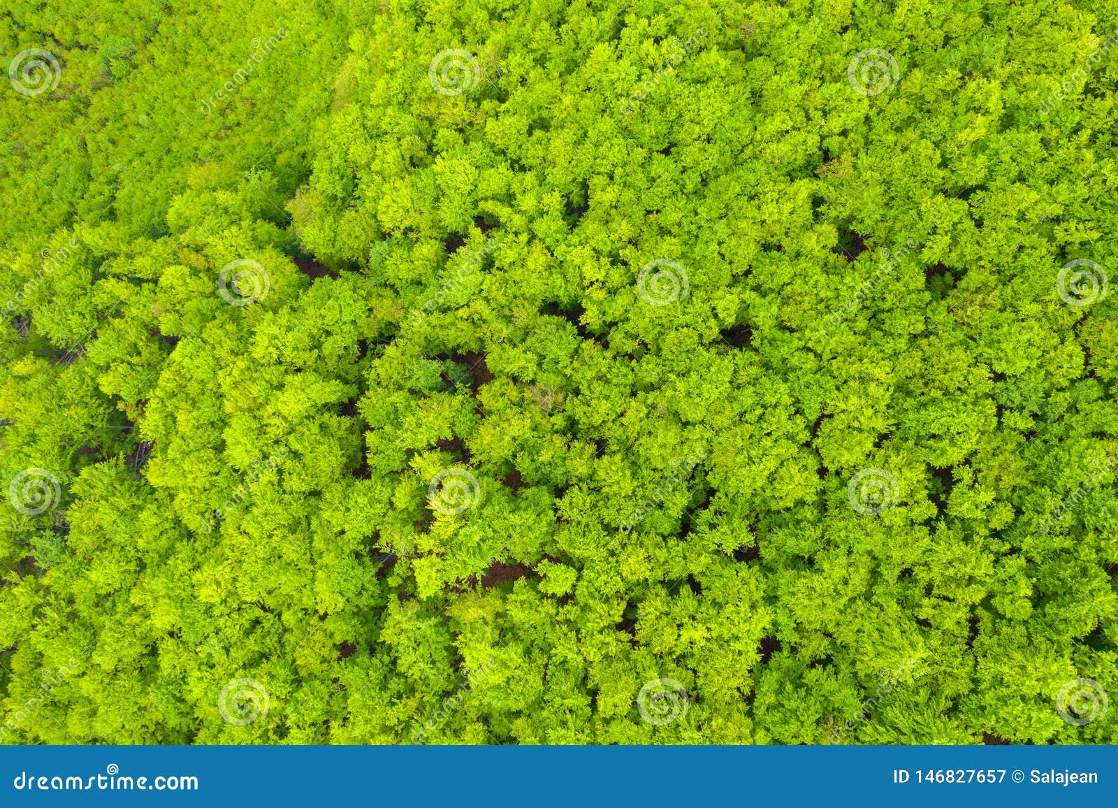 Aerial View of a Dense Green Forest Canopy Stock Image - Image of bush ...