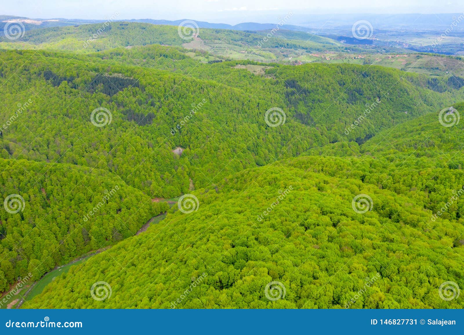 Aerial View of a Dense Green Forest Canopy Stock Image - Image of flora ...