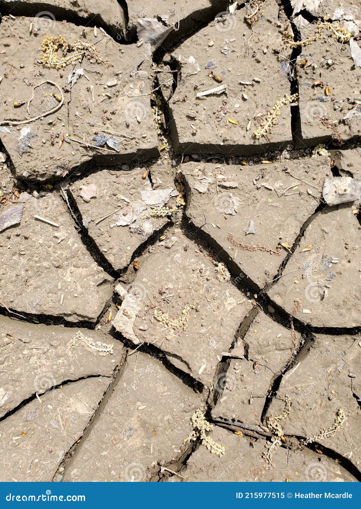 Aerial View Dried Mud Cracks and Seeds Debris Stock Image - Image of ...