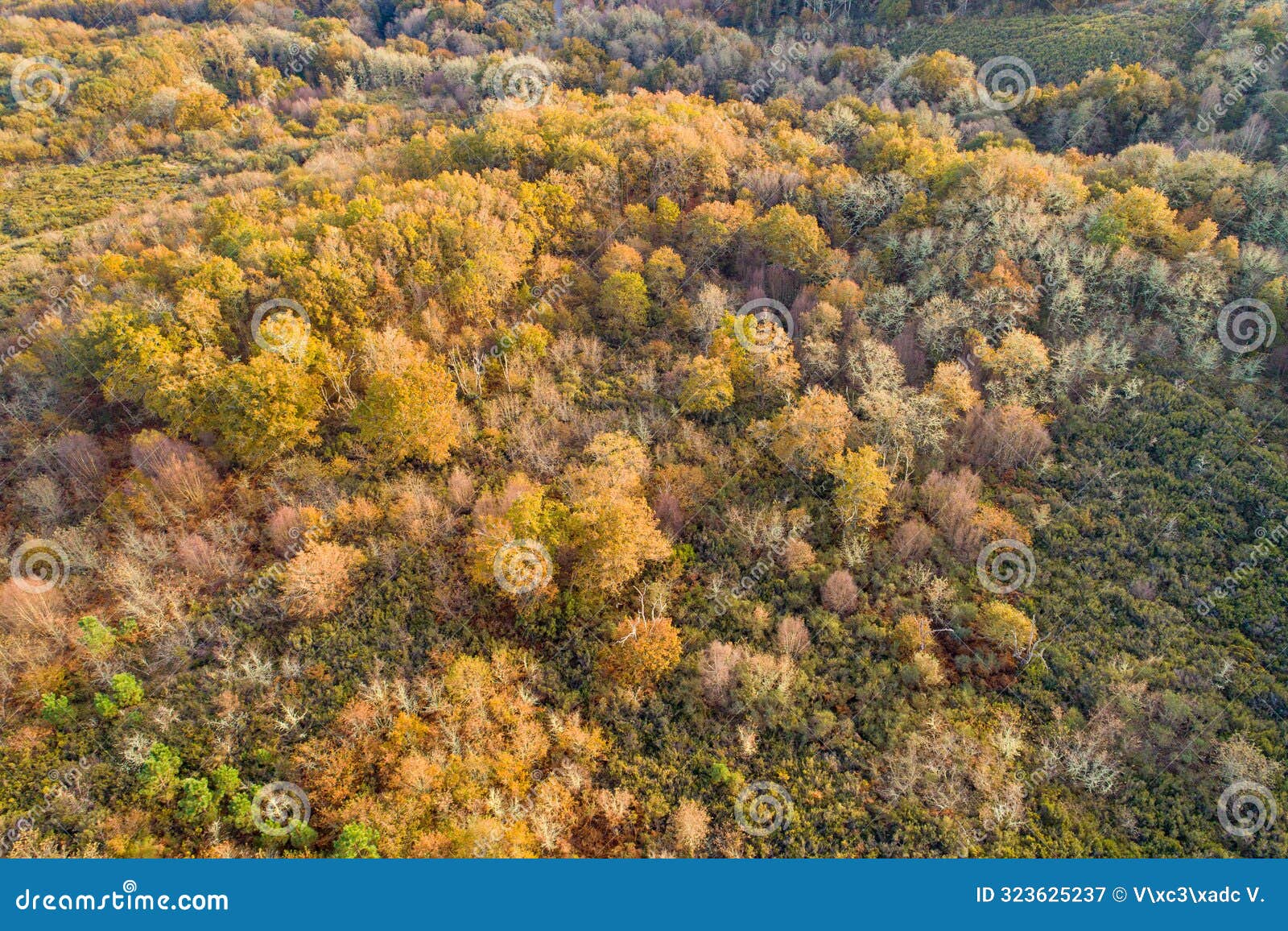 Aerial View with Drone of a Deciduous Forest in Autumn Stock Image ...