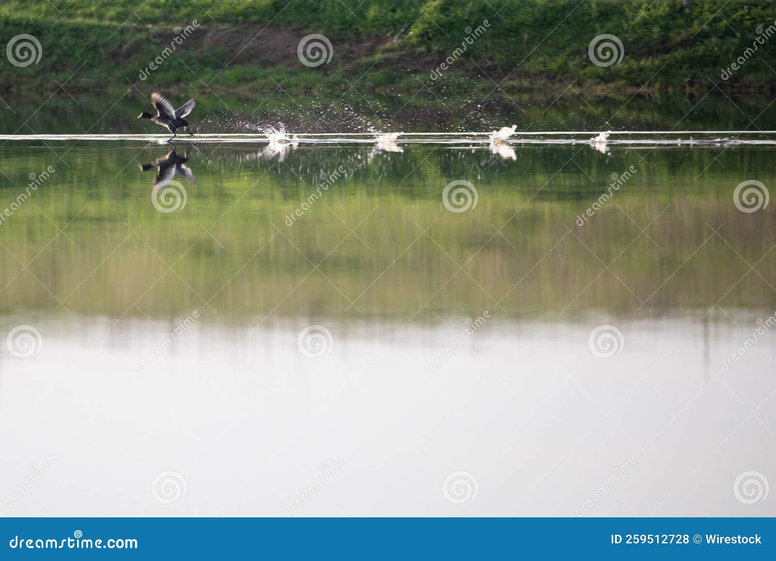 Aerial View of Ducks Skipping in Water Stock Photo - Image of head ...